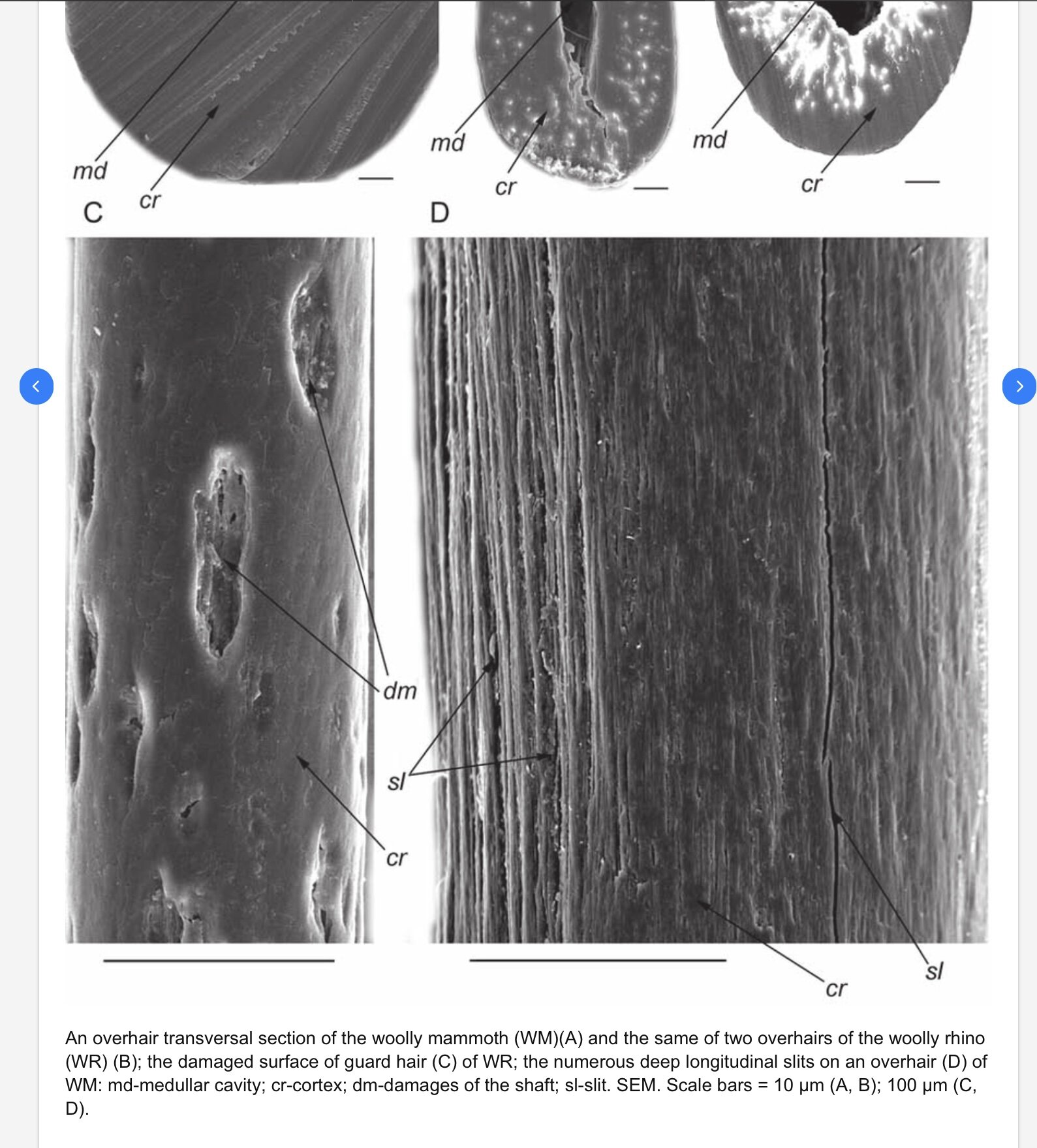 Any chance this Mammoth hair is authentic? - Is It Real? How to ...