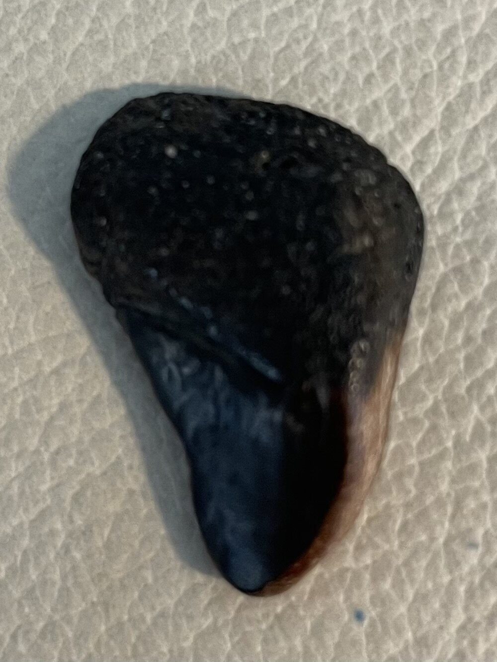 Help is this a broken Meg tooth?! - Fossil ID - The Fossil Forum