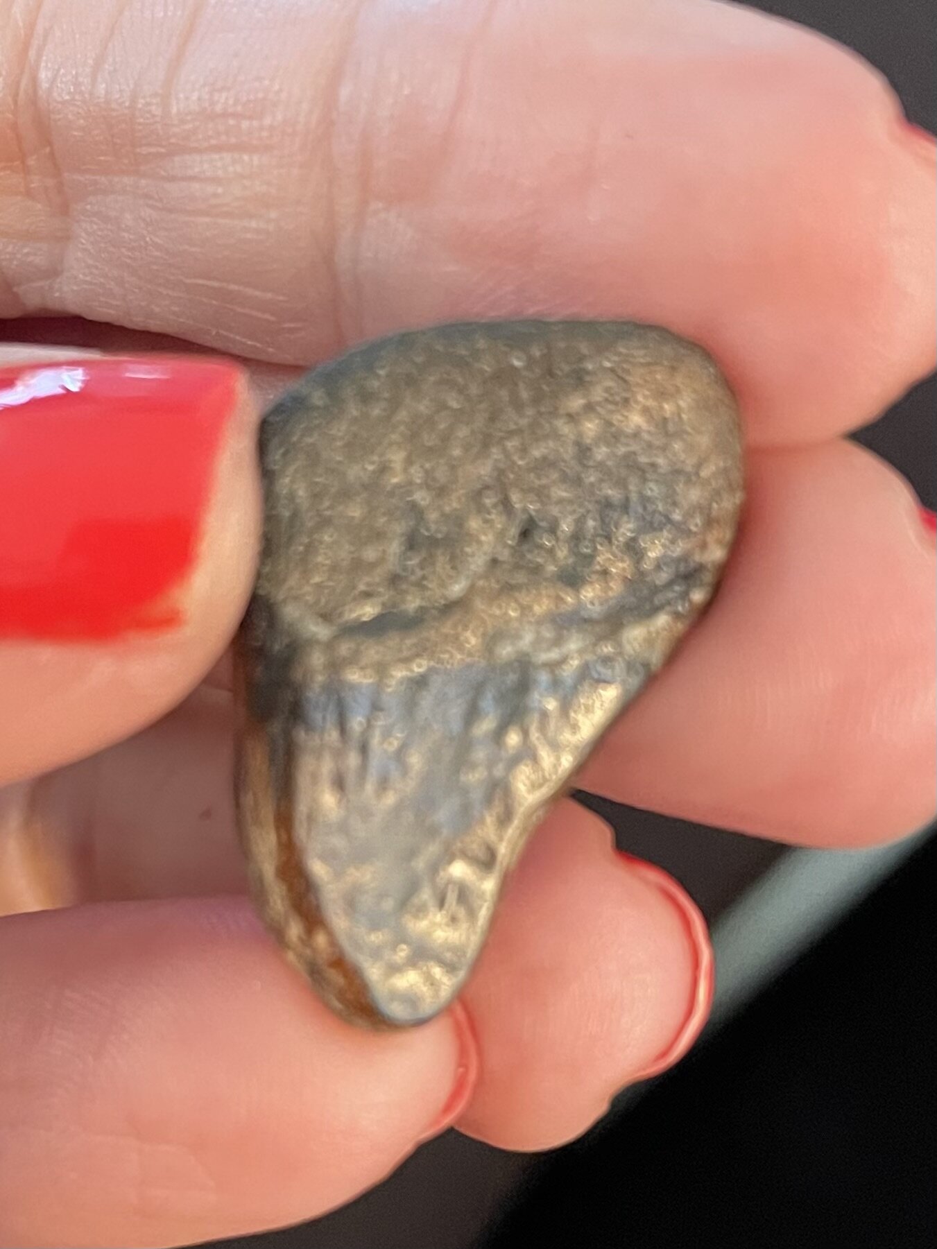 Help is this a broken Meg tooth?! - Fossil ID - The Fossil Forum