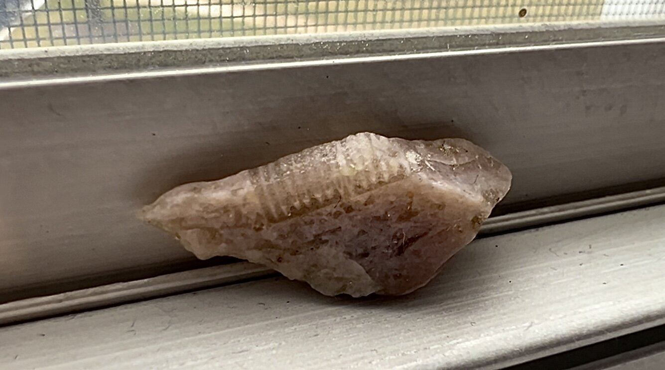 Myliobatis Latidens(?); Eagle Ray- tooth plate? **bonus points** anyone ...