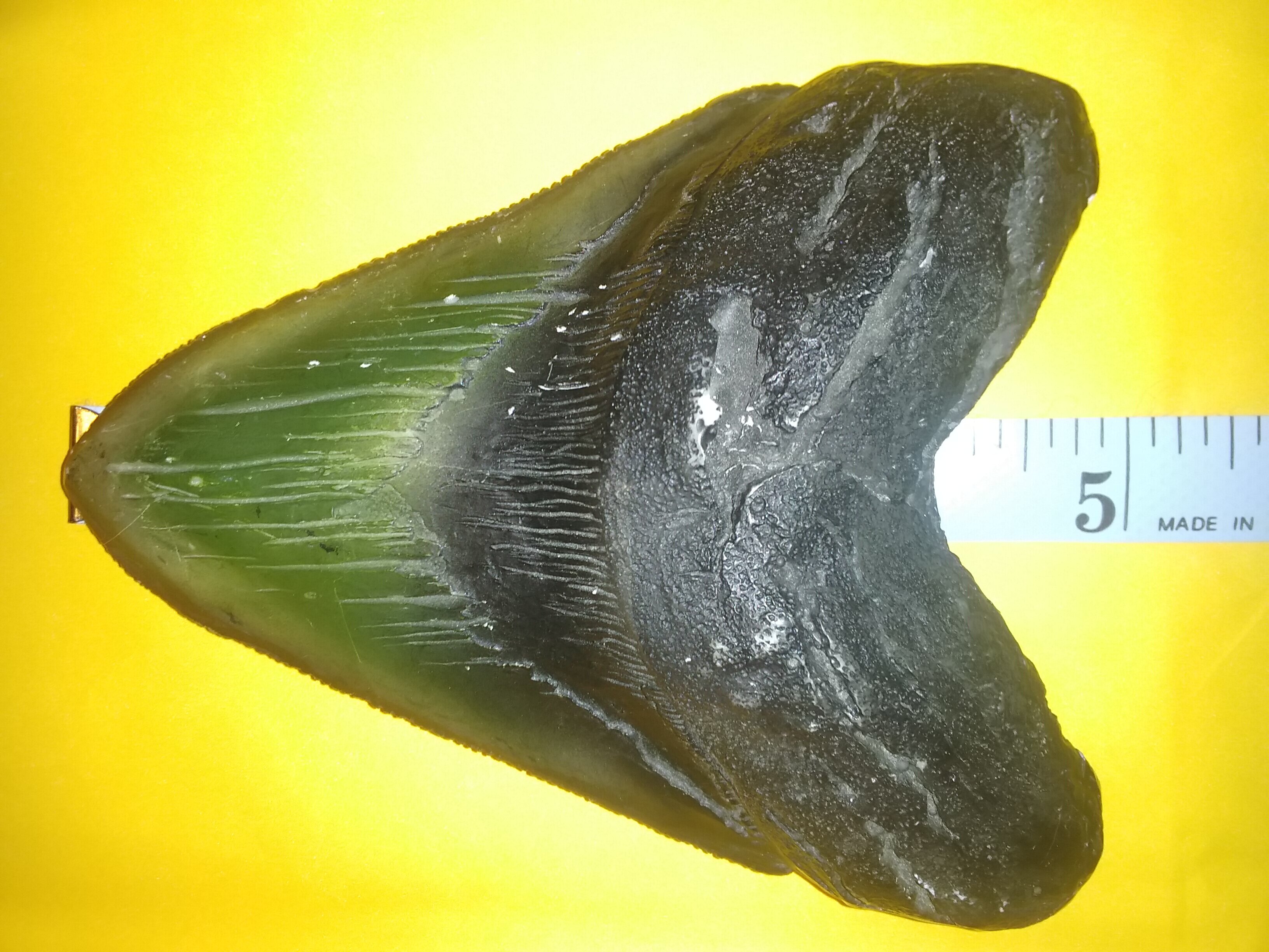 Meg tooth ID - Fossil ID - The Fossil Forum