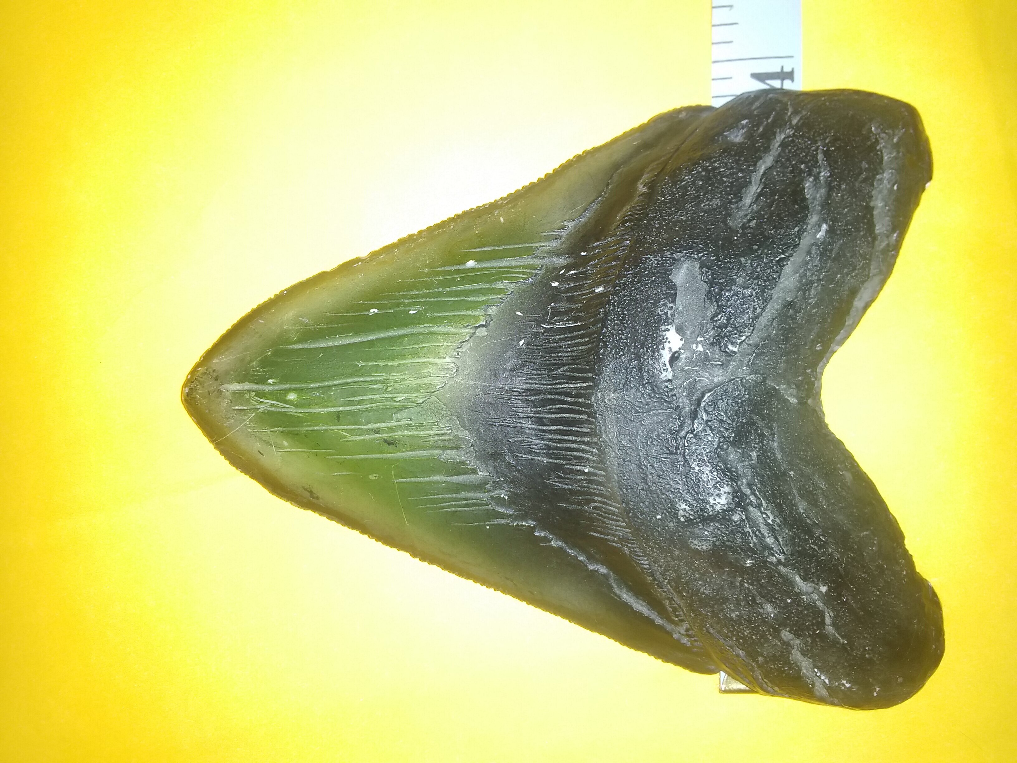 Meg tooth ID - Fossil ID - The Fossil Forum