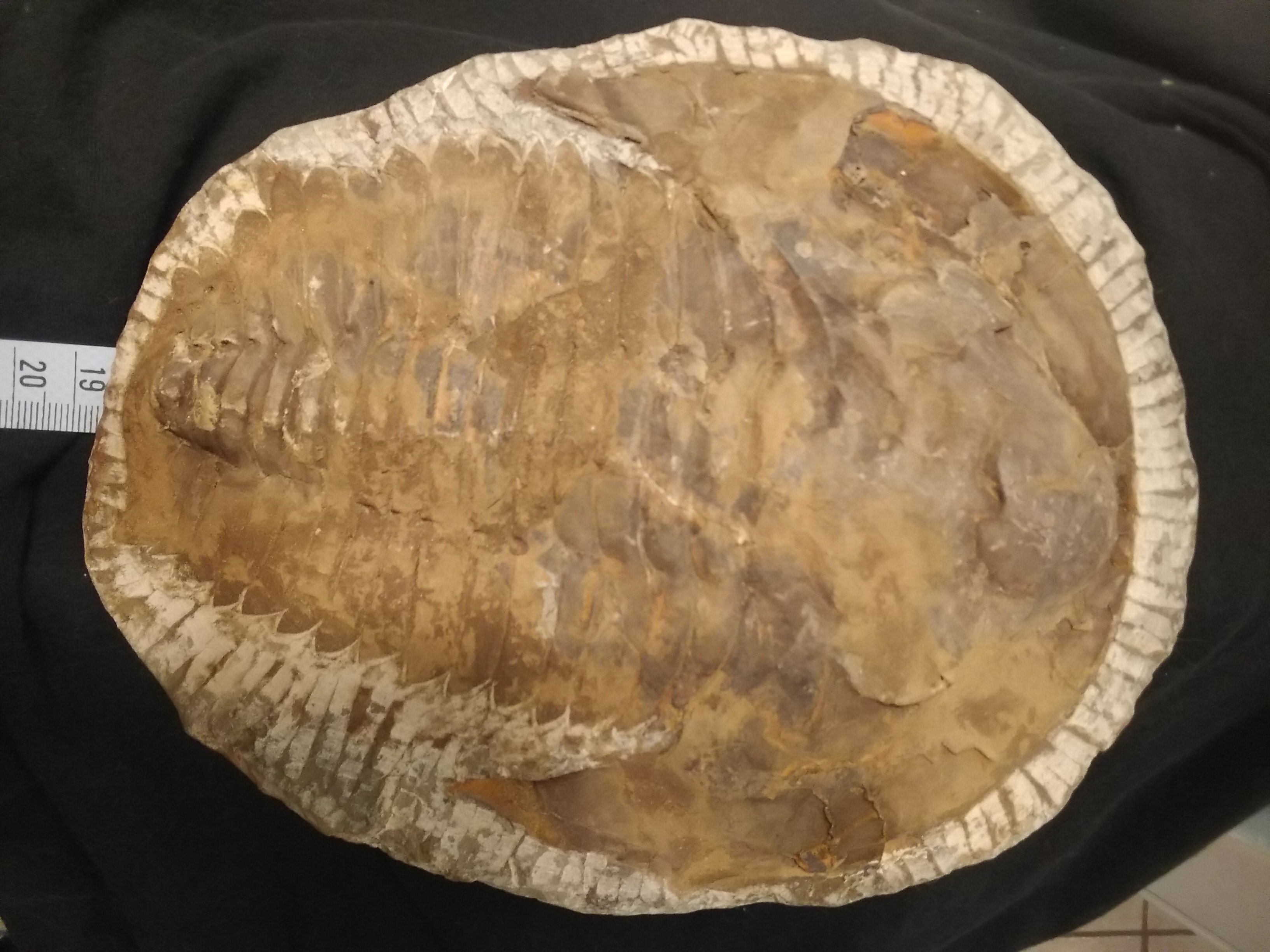 Meg tooth ID - Fossil ID - The Fossil Forum