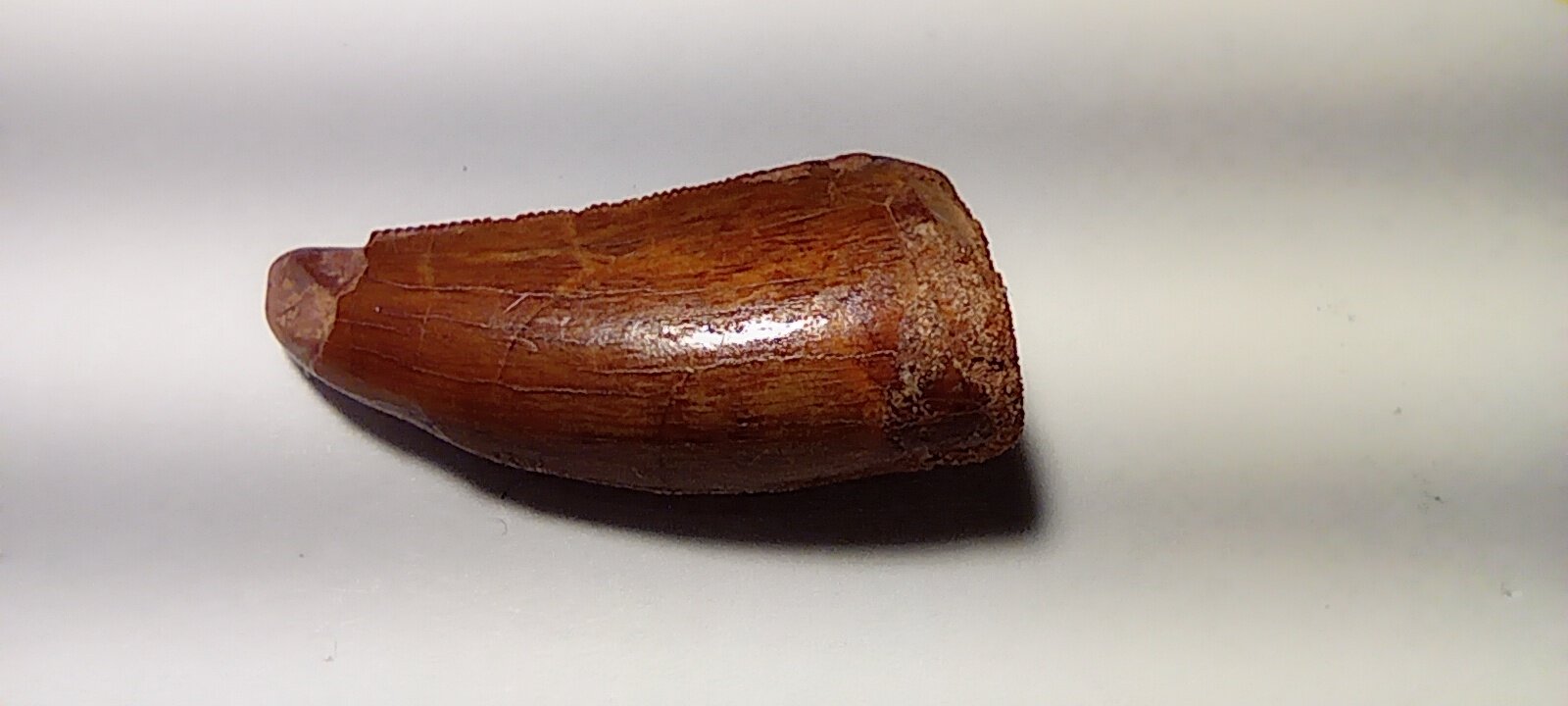 T-Rex or Carcharodontosaurus ? - Fossil ID - The Fossil Forum