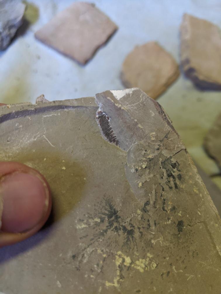 My first trilobite prep - Fossil Preparation - The Fossil Forum