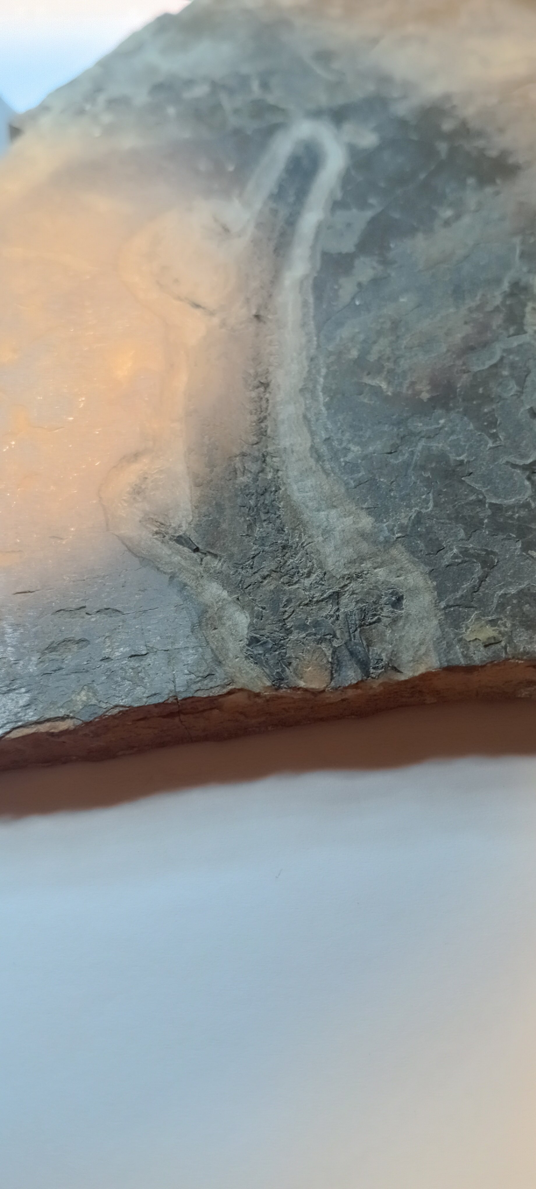 The amphibian fossils in my collection - Member Collections - The ...