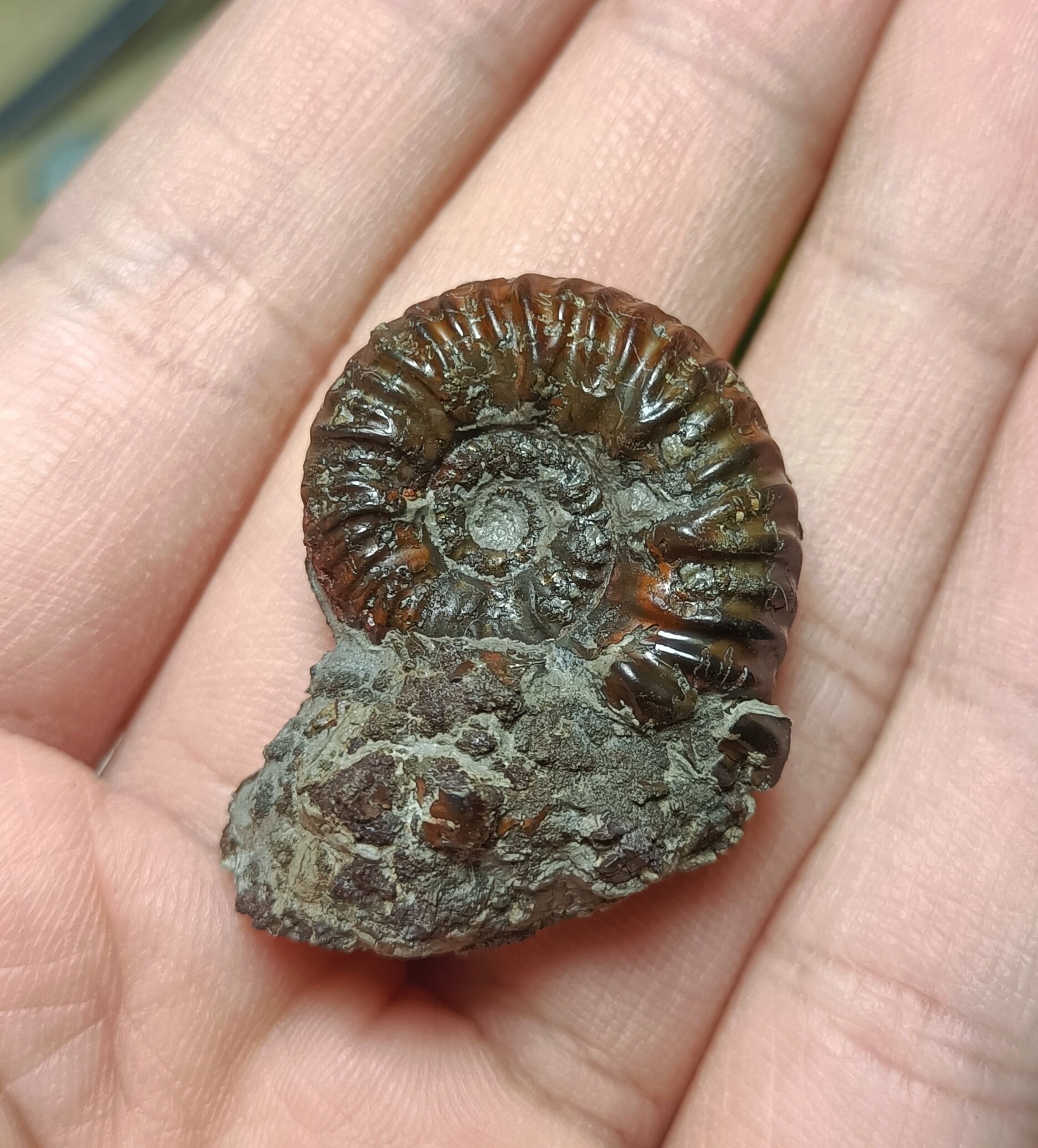 What is this ammonite from Germany? - Fossil ID - The Fossil Forum