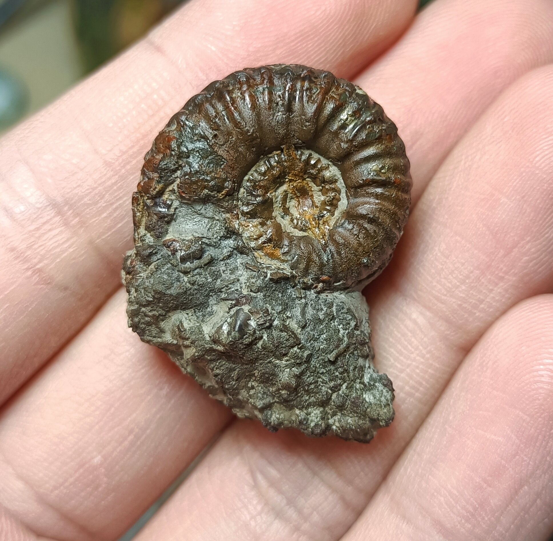 What is this ammonite from Germany? - Fossil ID - The Fossil Forum