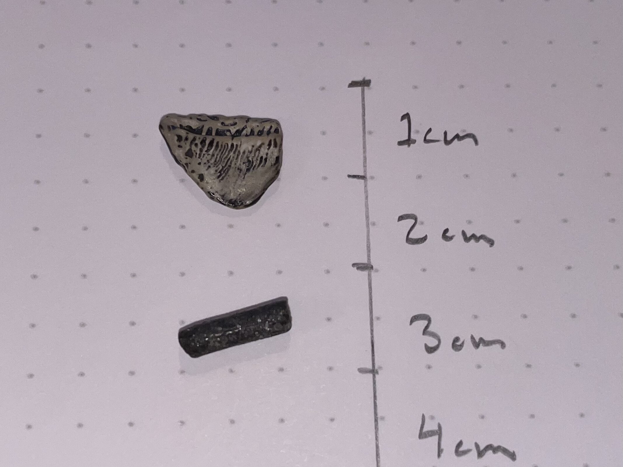 Beach find in Florida, help - Fossil ID - The Fossil Forum