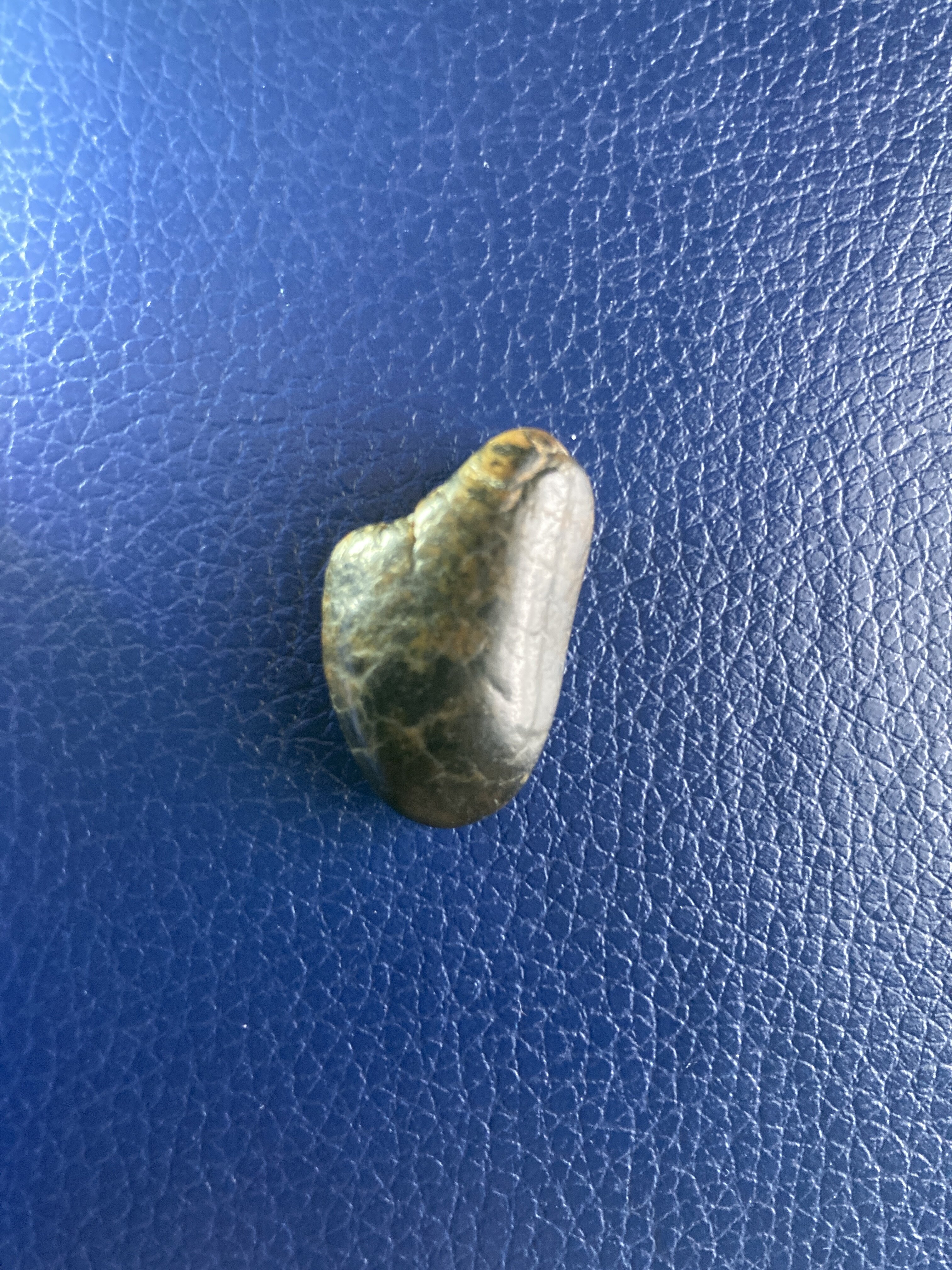 Very Weird Beach Find - Fossil ID - The Fossil Forum