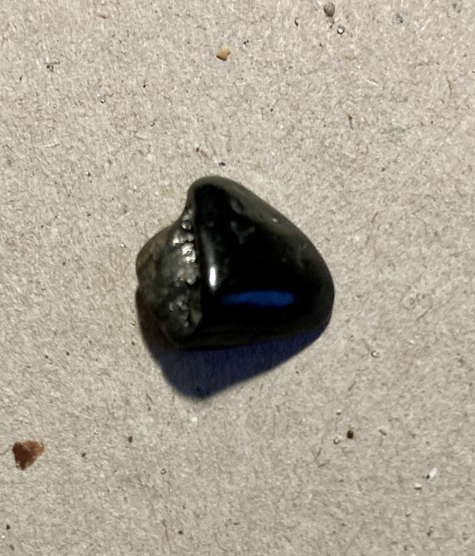 Yet Another Beach Find Tooth - Fossil ID - The Fossil Forum