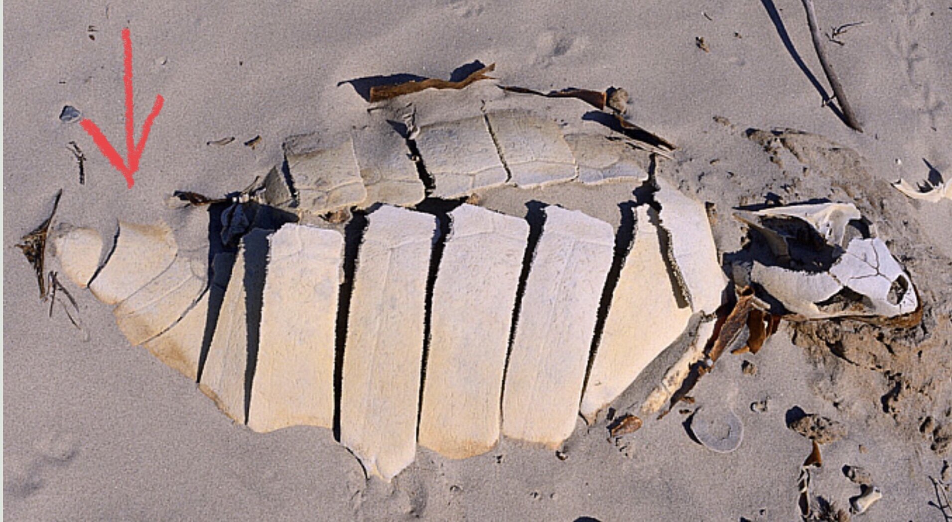 Mystery Bone ID - Fossil ID - The Fossil Forum