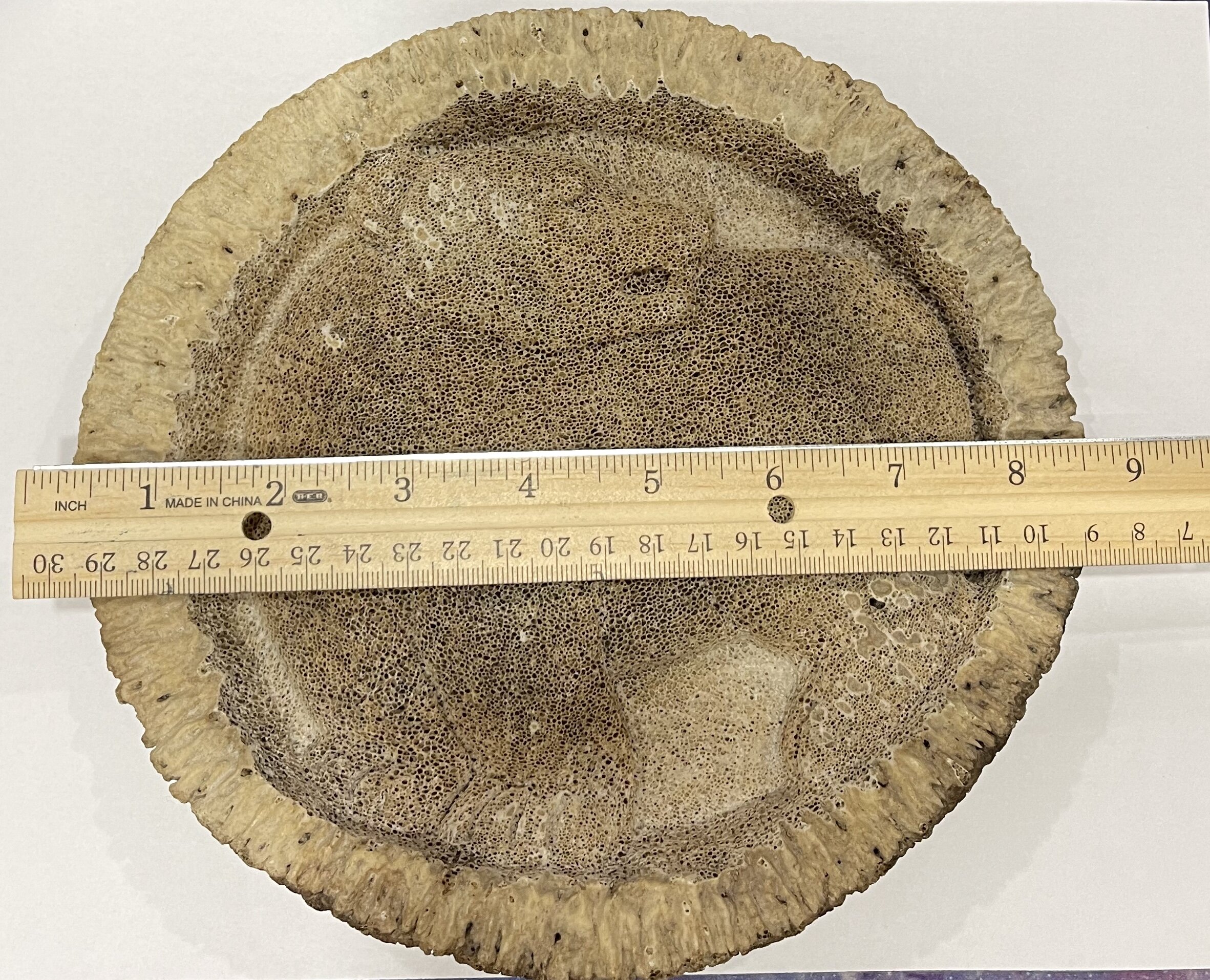 What is this? Presumably a mammoth intervertebral disc. - Fossil ID ...