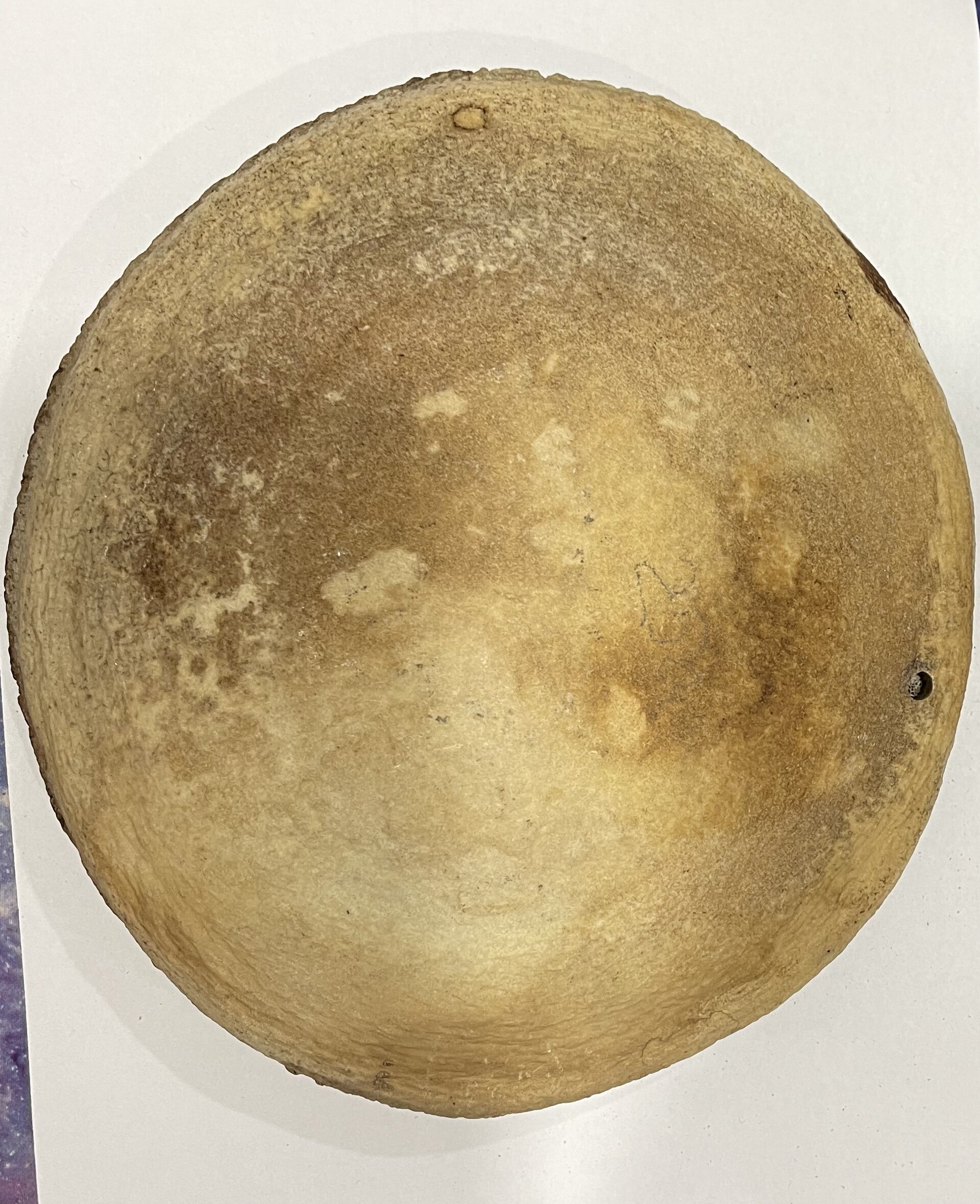 What is this? Presumably a mammoth intervertebral disc. - Fossil ID ...