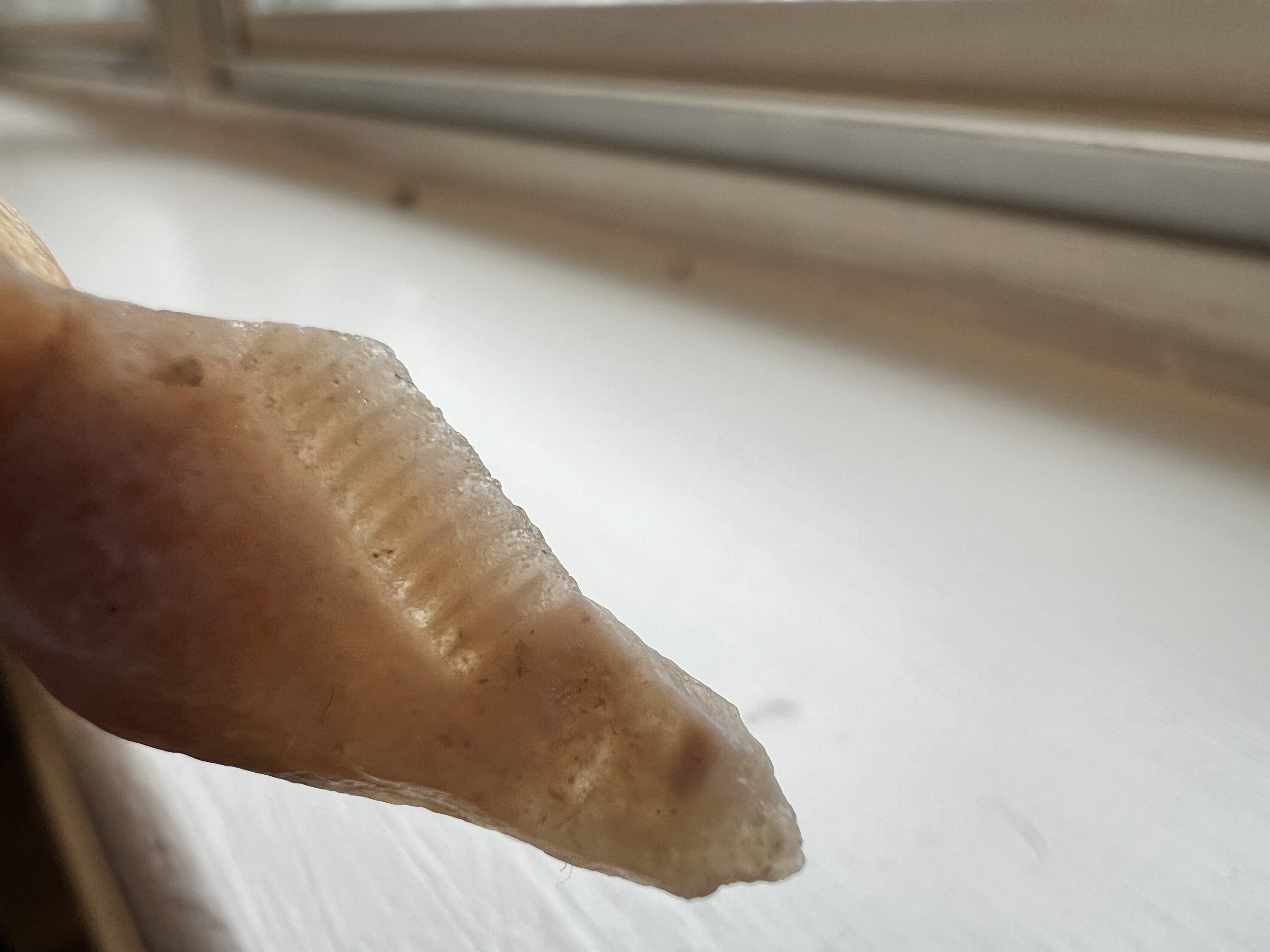Myliobatis Latidens(?); Eagle Ray- tooth plate? **bonus points** anyone ...