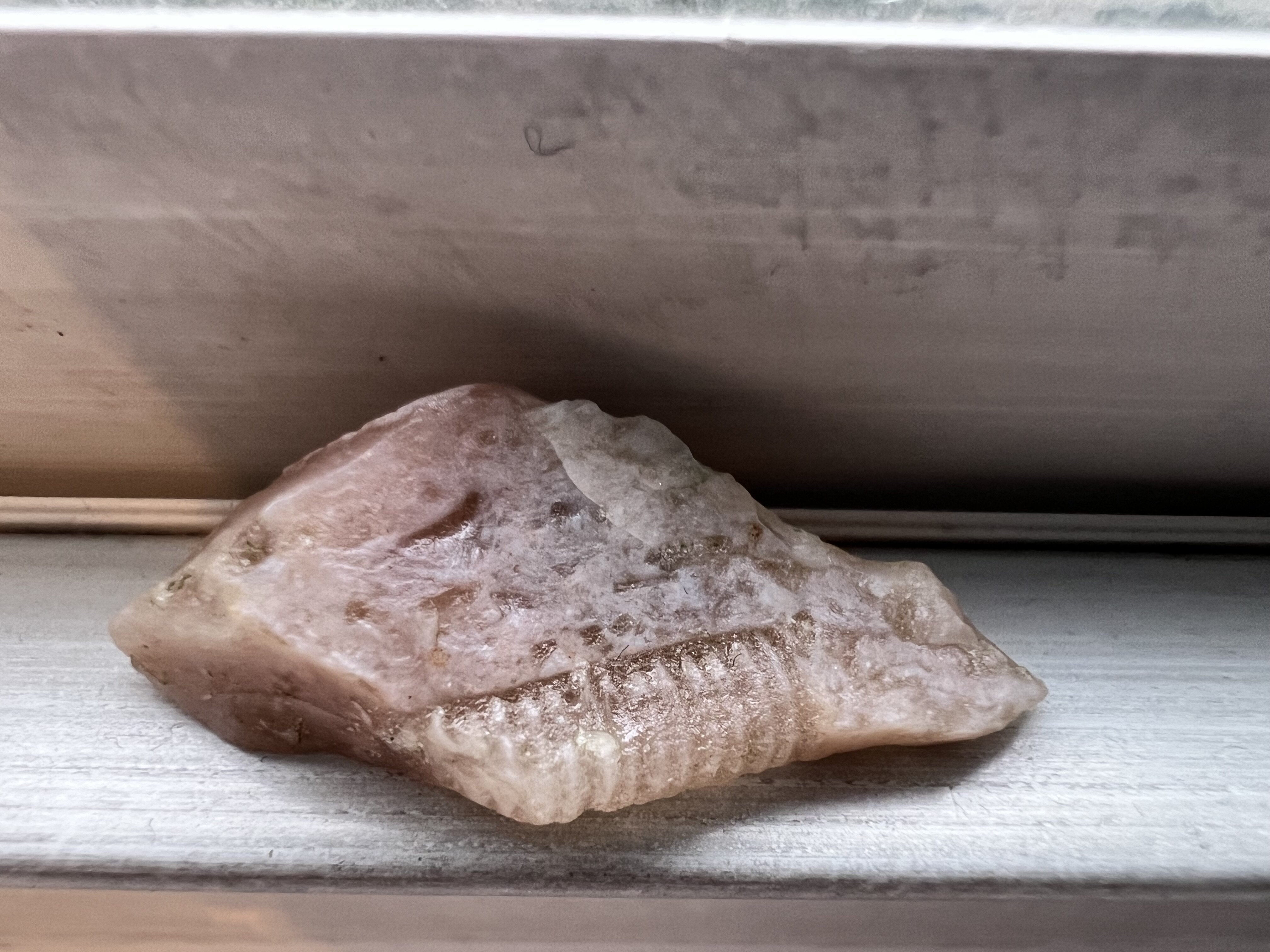 Myliobatis Latidens(?); Eagle Ray- tooth plate? **bonus points** anyone ...