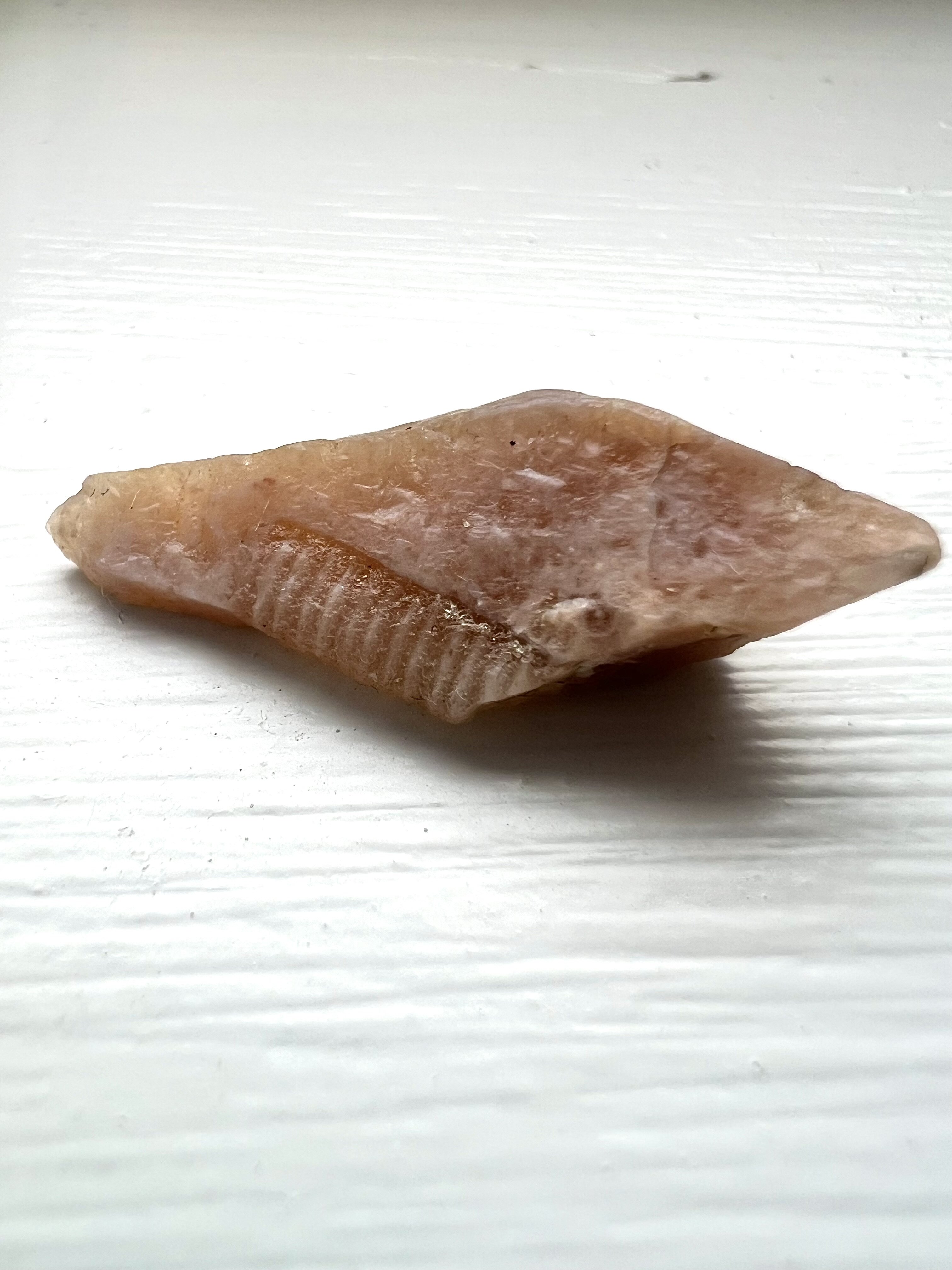 Myliobatis Latidens(?); Eagle Ray- tooth plate? **bonus points** anyone ...