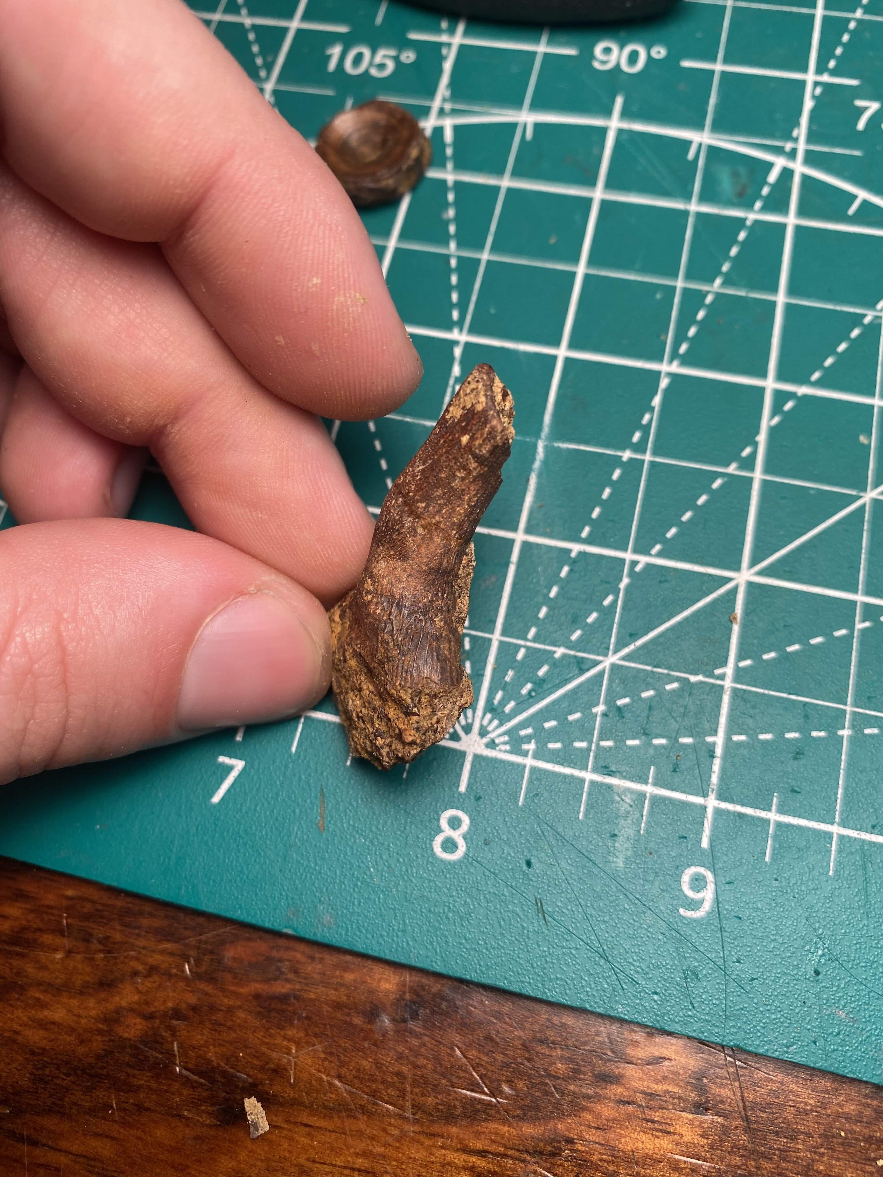 Unidentified bone fragment from the Eagle Ford-Austin chalk transition ...