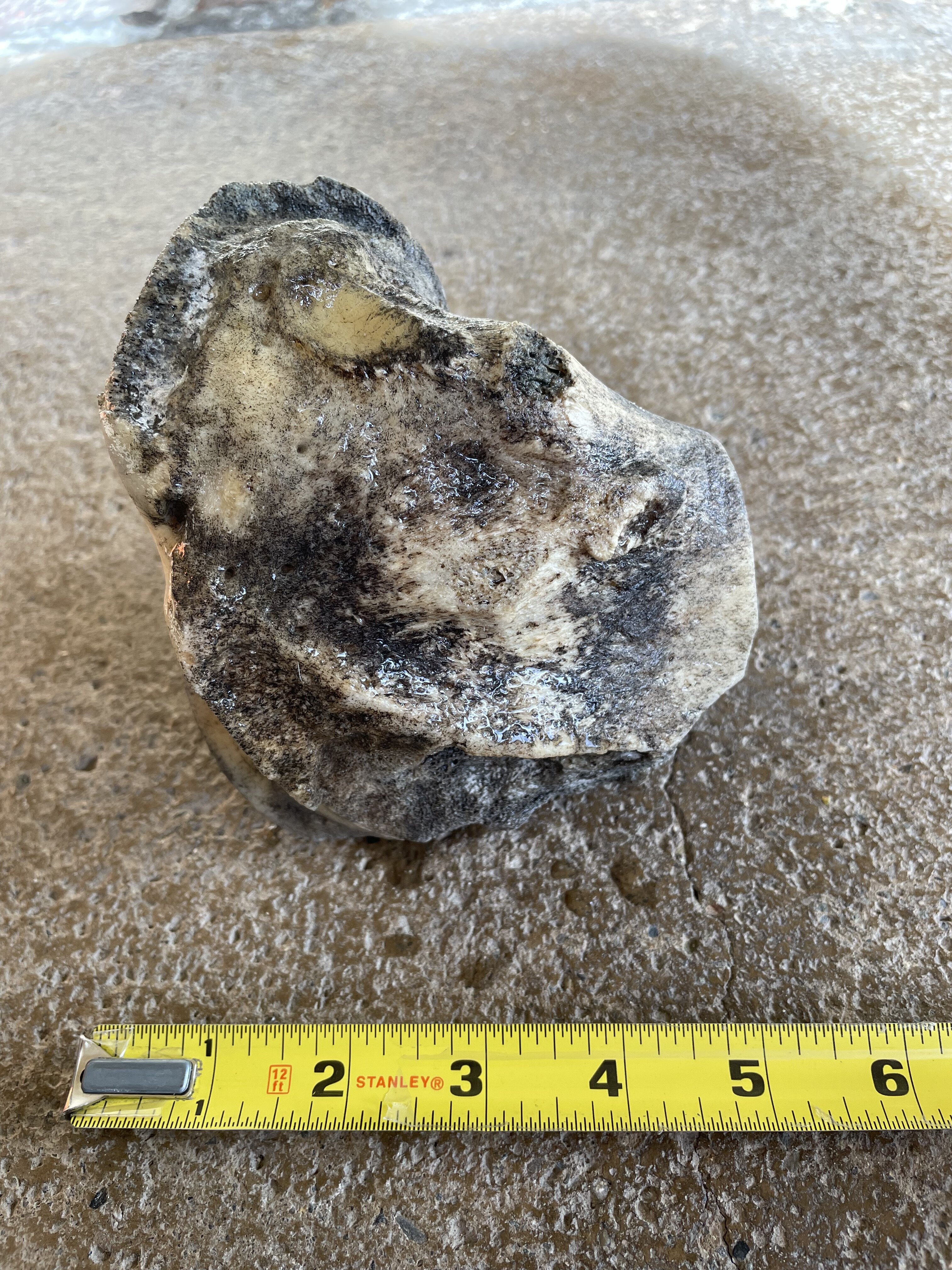 Large bone along railroad - Fossil ID - The Fossil Forum