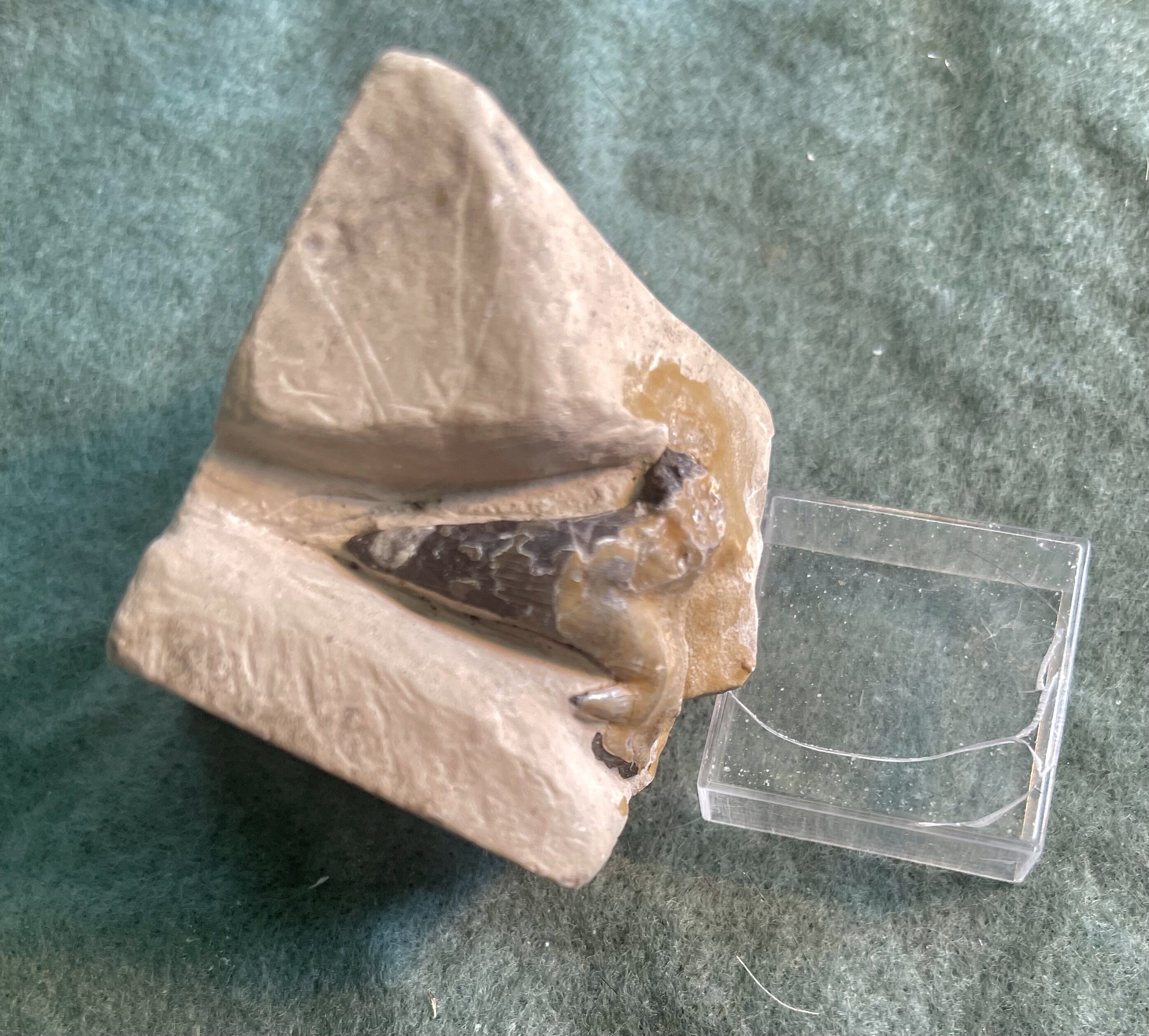 Cladodus? Permian shark tooth, Kansas - Fossil ID - The Fossil Forum