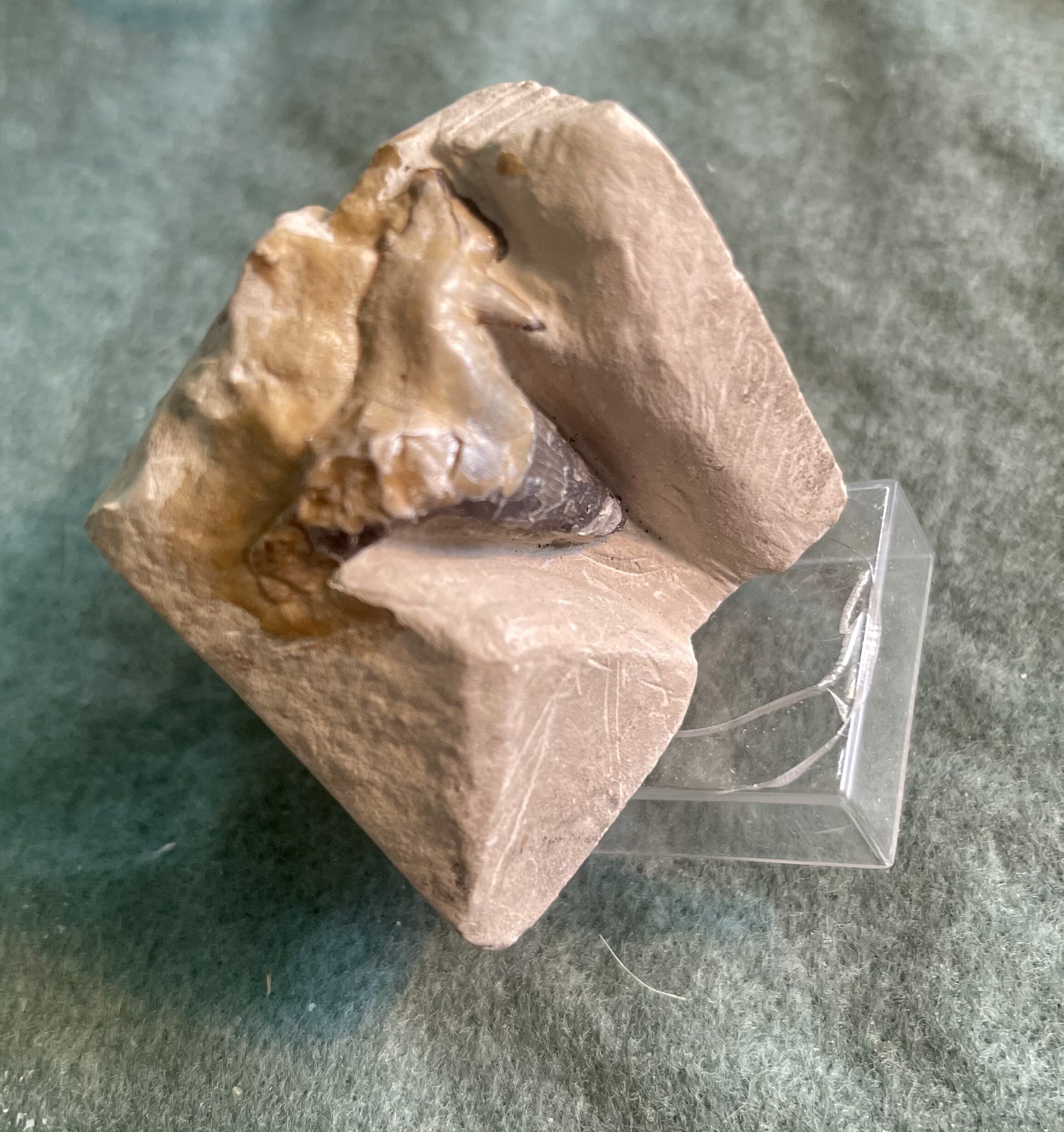 Cladodus? Permian shark tooth, Kansas - Fossil ID - The Fossil Forum