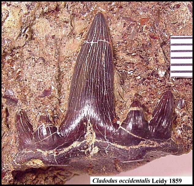 Cladodus? Permian shark tooth, Kansas - Fossil ID - The Fossil Forum