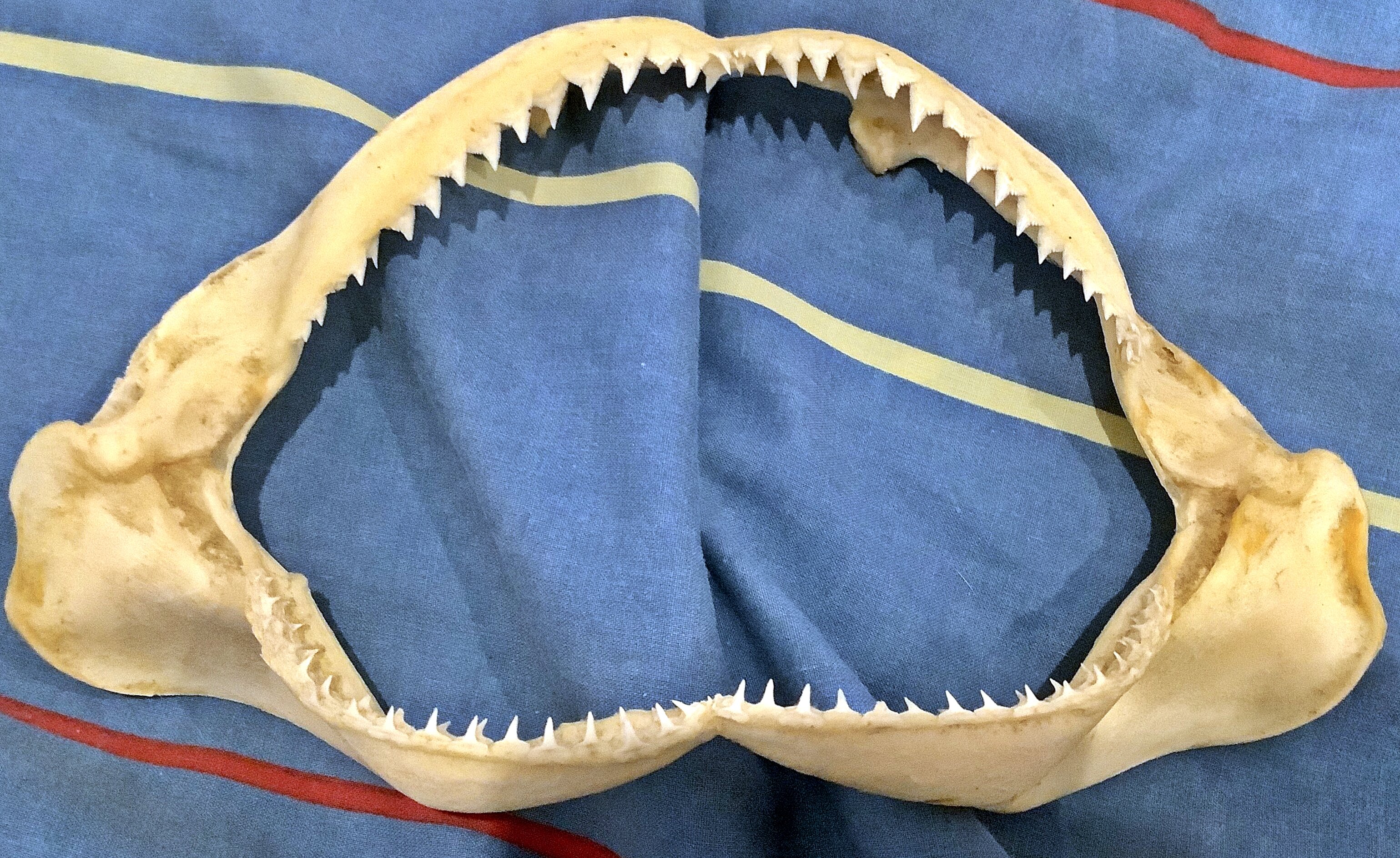 What shark jaw is it? - General Discussion - The Fossil Forum