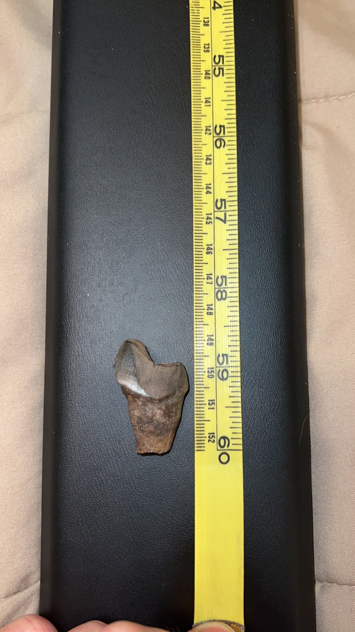Dire wolf tooth? Found in FL - Fossil ID - The Fossil Forum