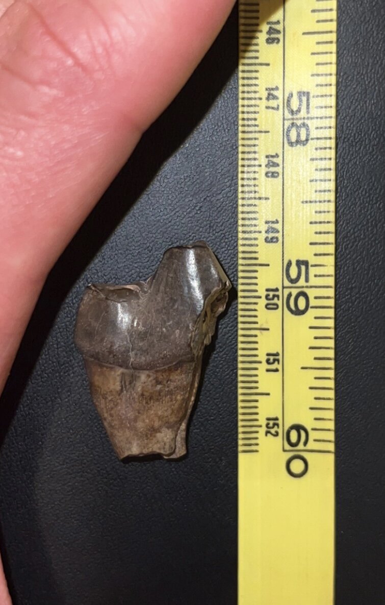 Dire wolf tooth? Found in FL - Fossil ID - The Fossil Forum