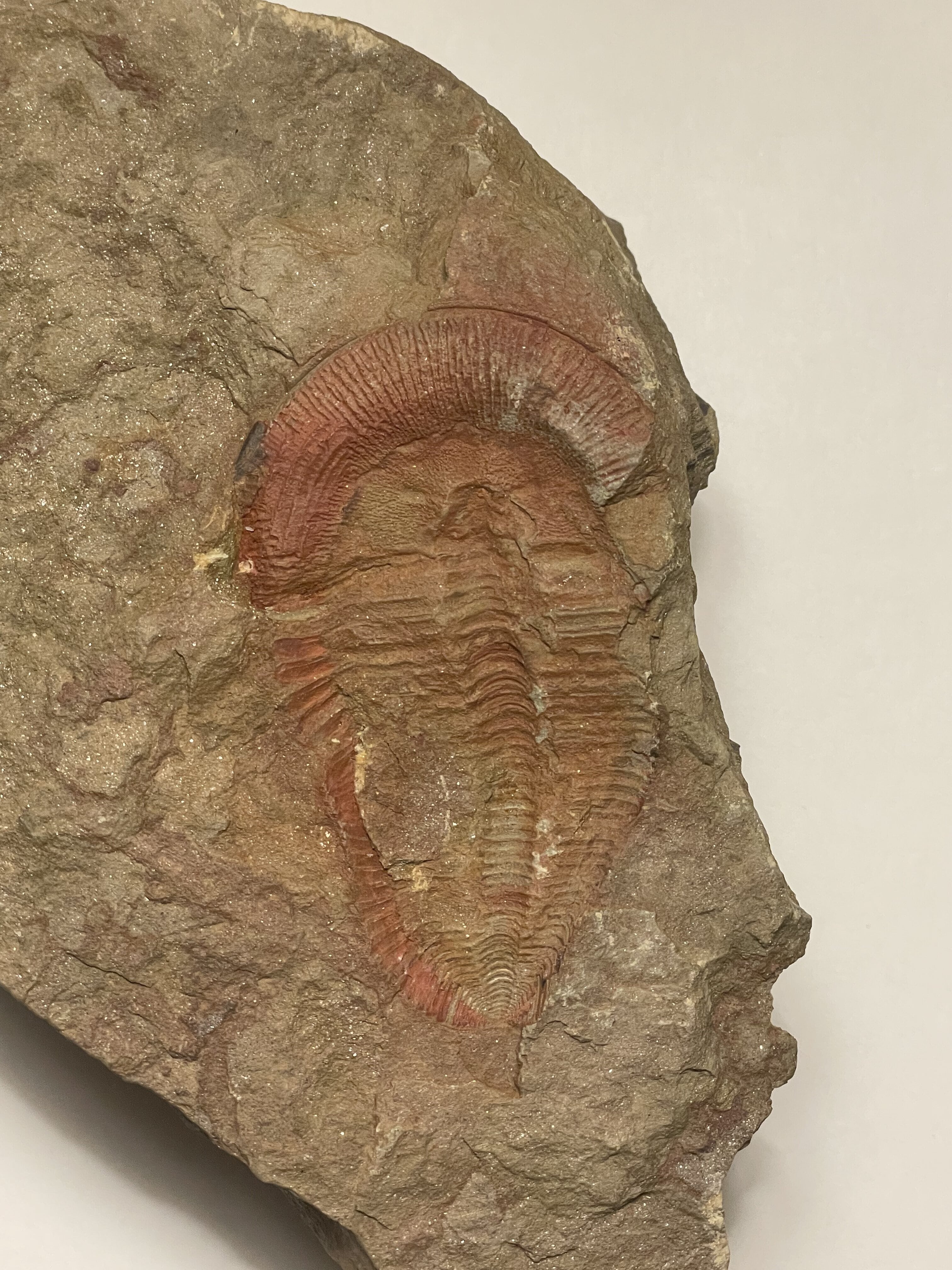 Show us your Harpetid trilobites - Member Collections - The Fossil Forum