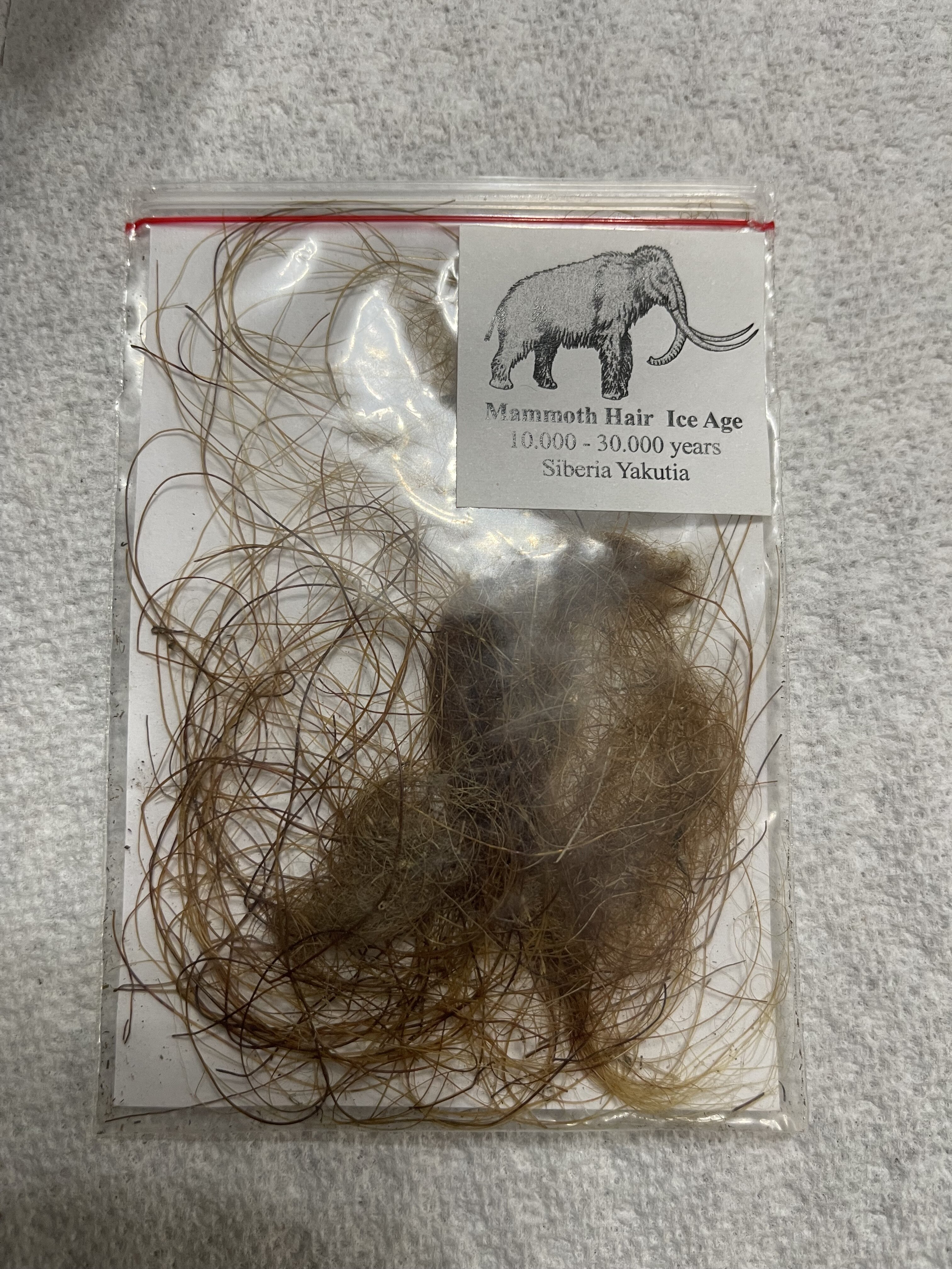 Any chance this Mammoth hair is authentic? - Is It Real? How to ...