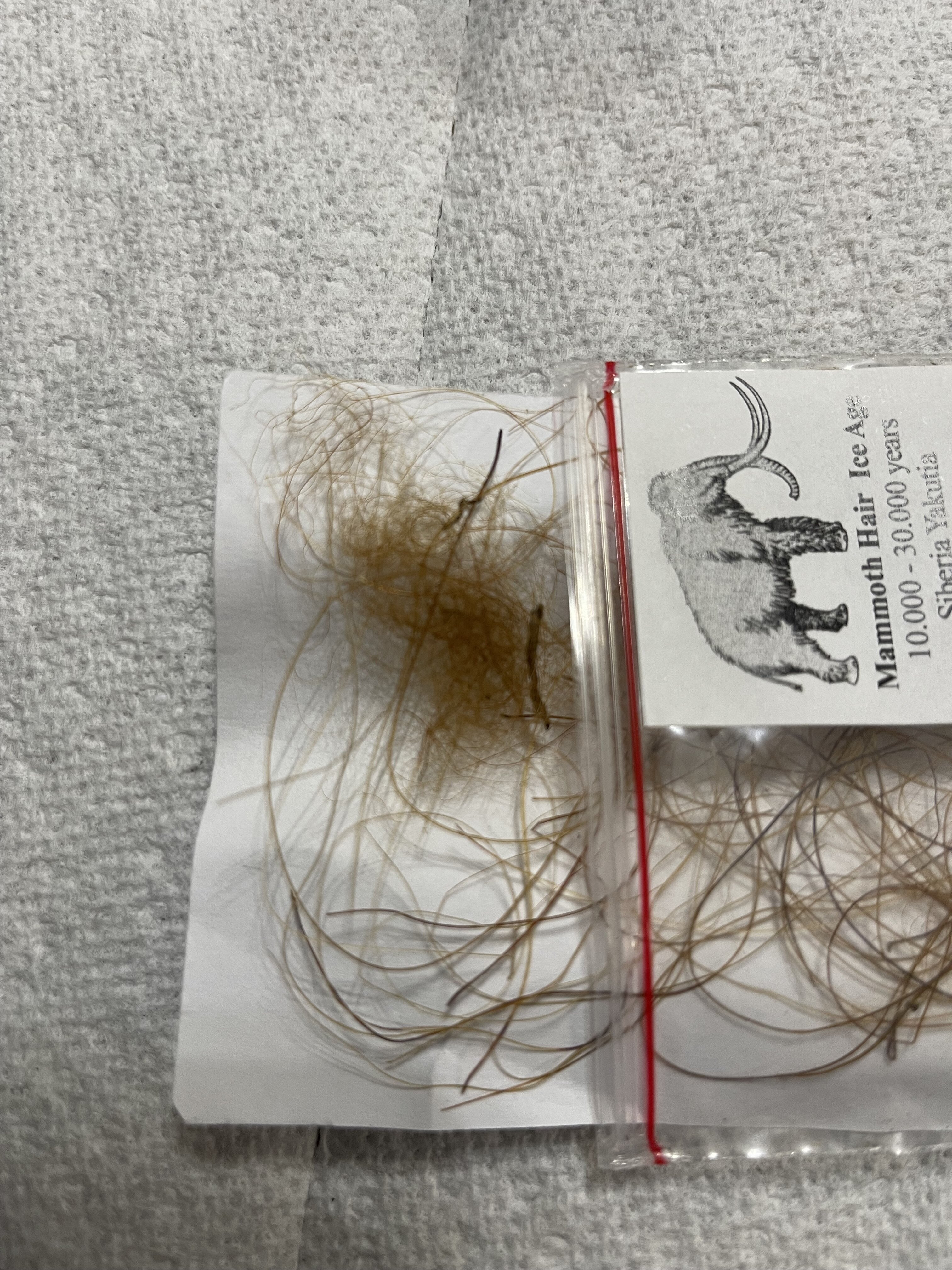 Any chance this Mammoth hair is authentic? - Is It Real? How to ...