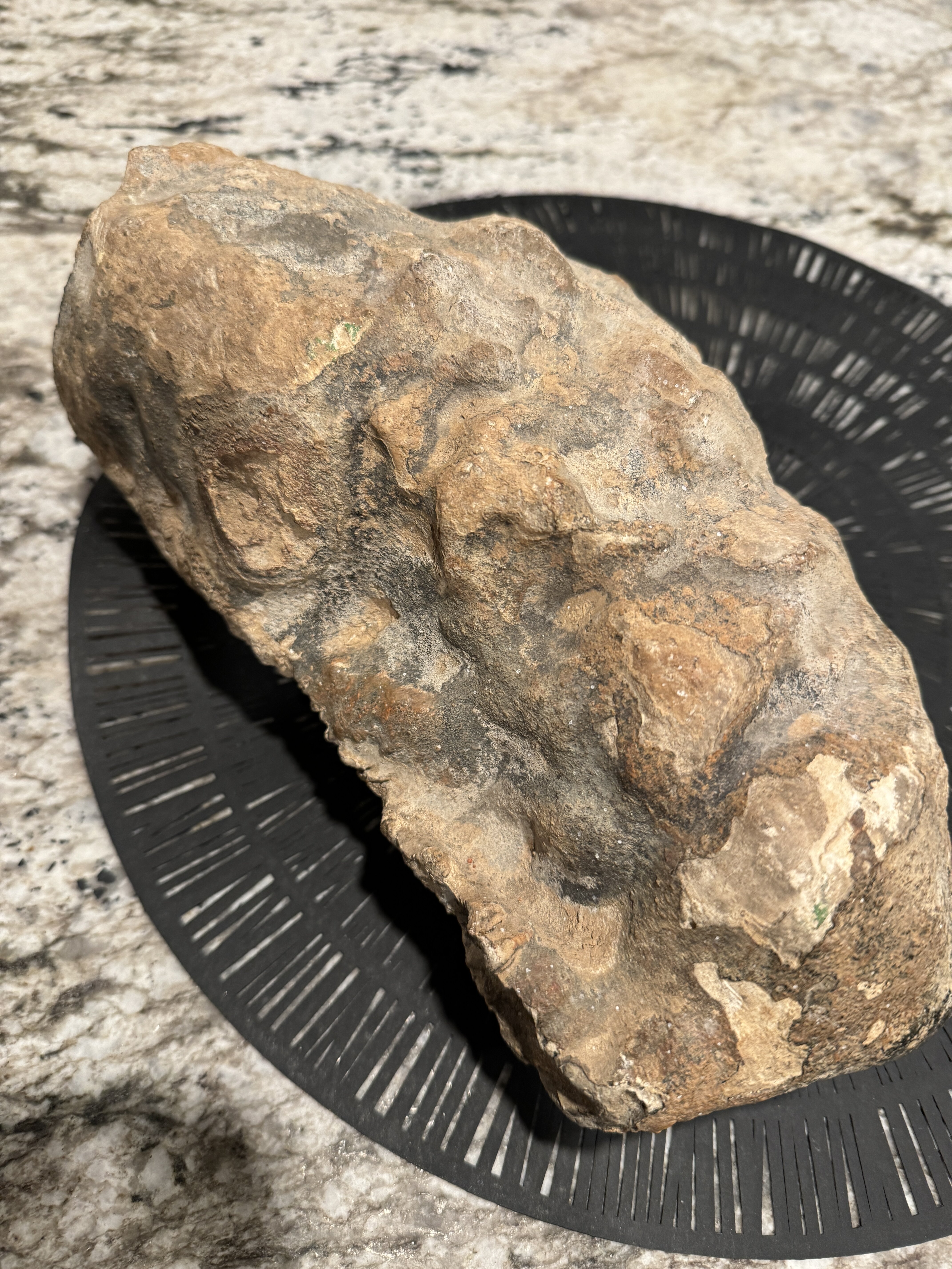 Heavy strange rock with lumps and bone? - Fossil ID - The Fossil Forum