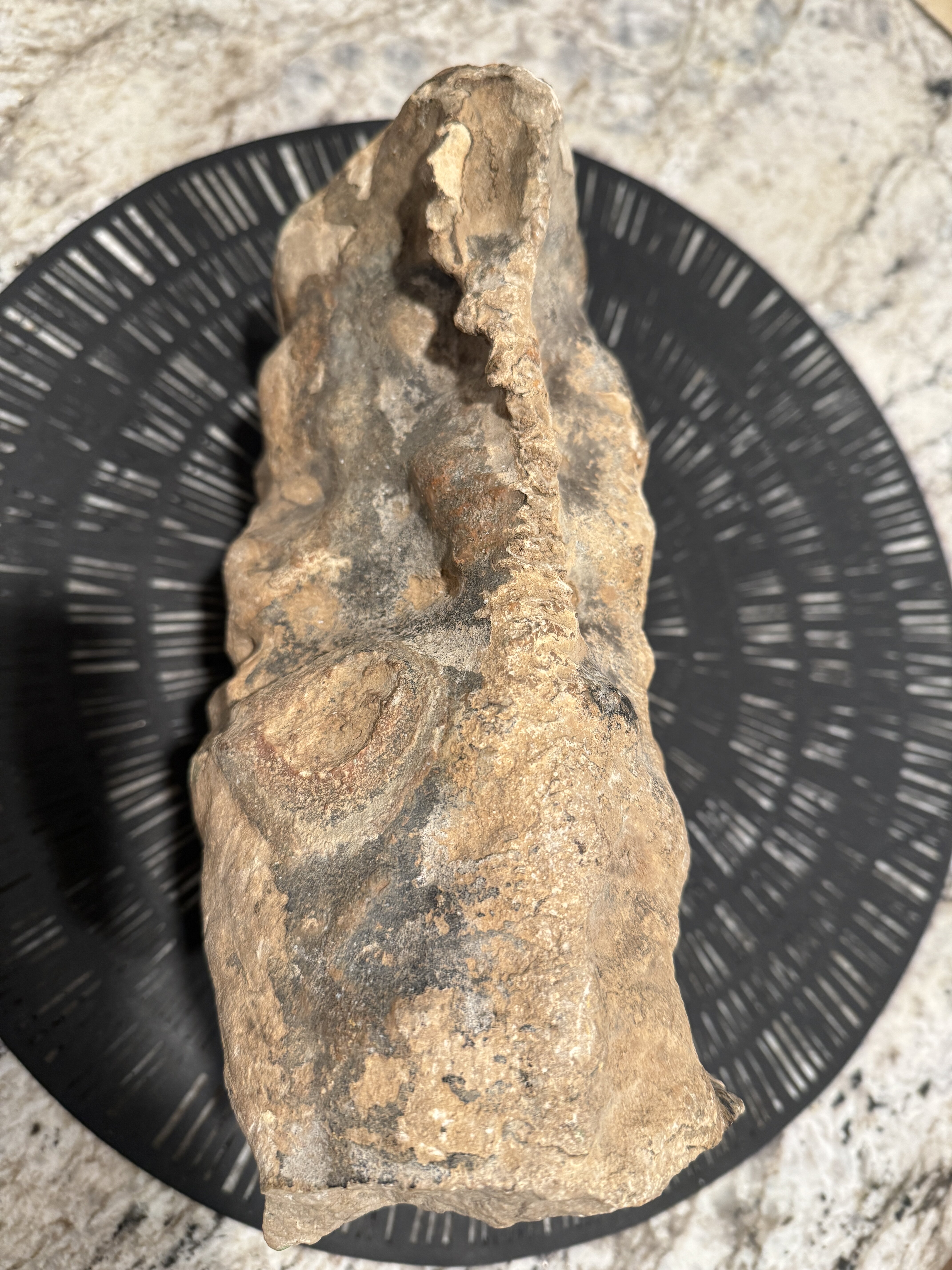Heavy strange rock with lumps and bone? - Fossil ID - The Fossil Forum