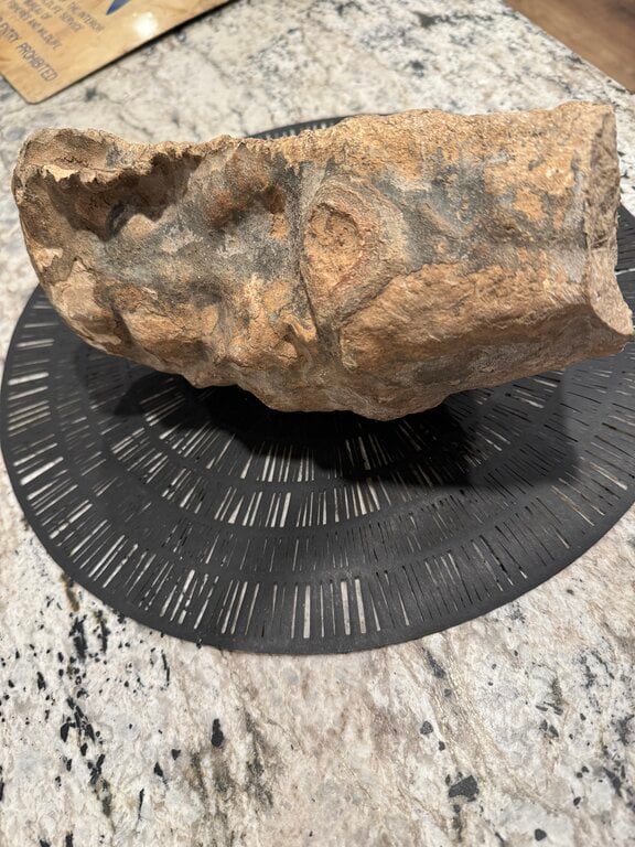 Heavy strange rock with lumps and bone? - Fossil ID - The Fossil Forum
