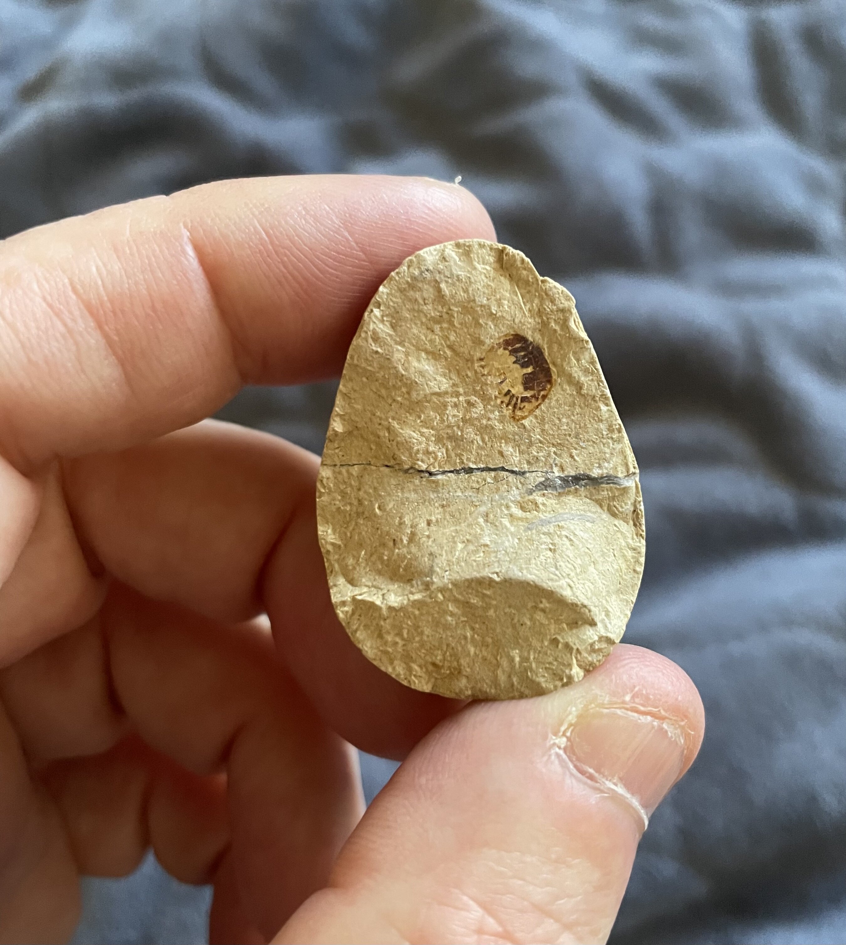 Fossil found on California beach - Fossil ID - The Fossil Forum