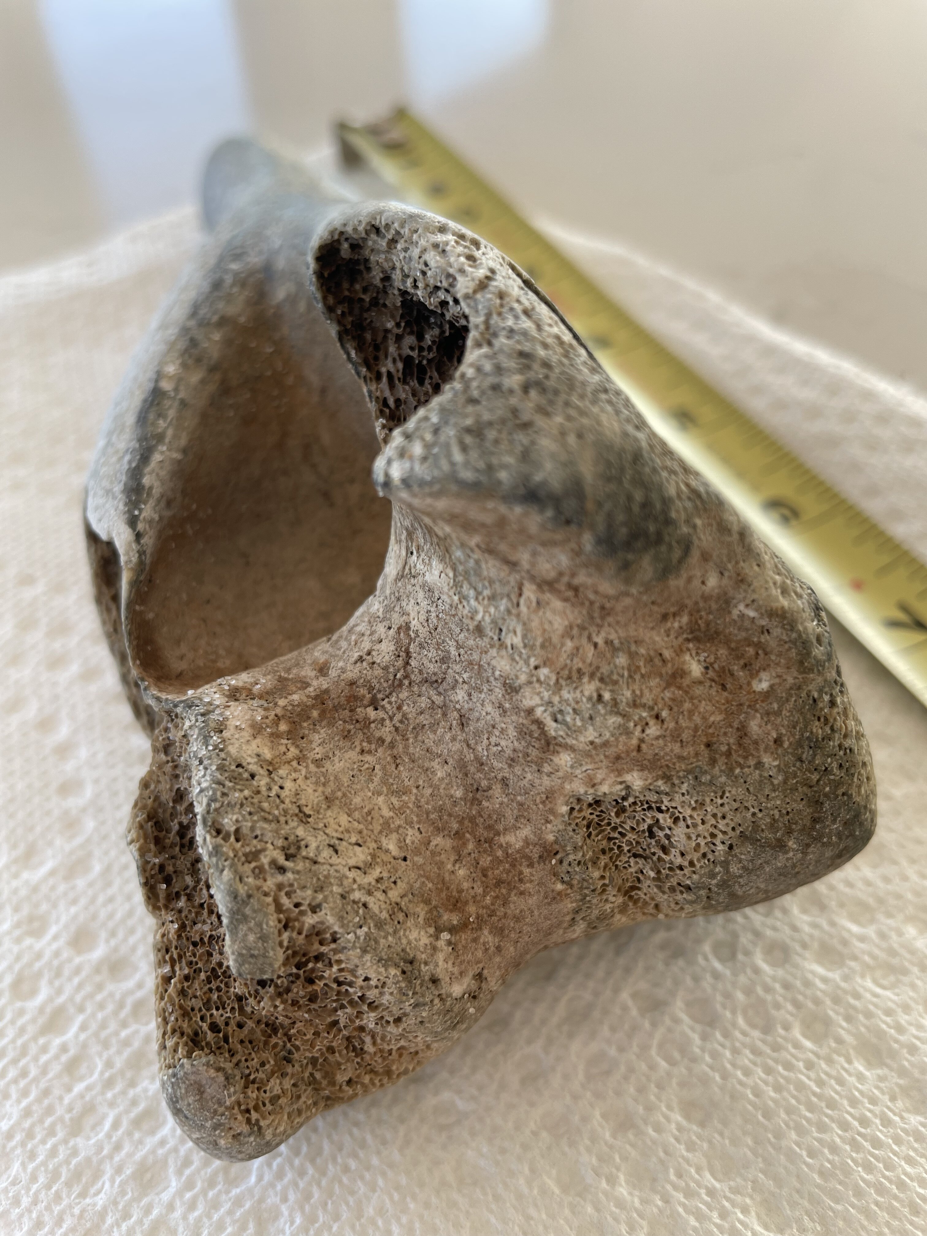 NJ Beach find - Fossil ID - The Fossil Forum