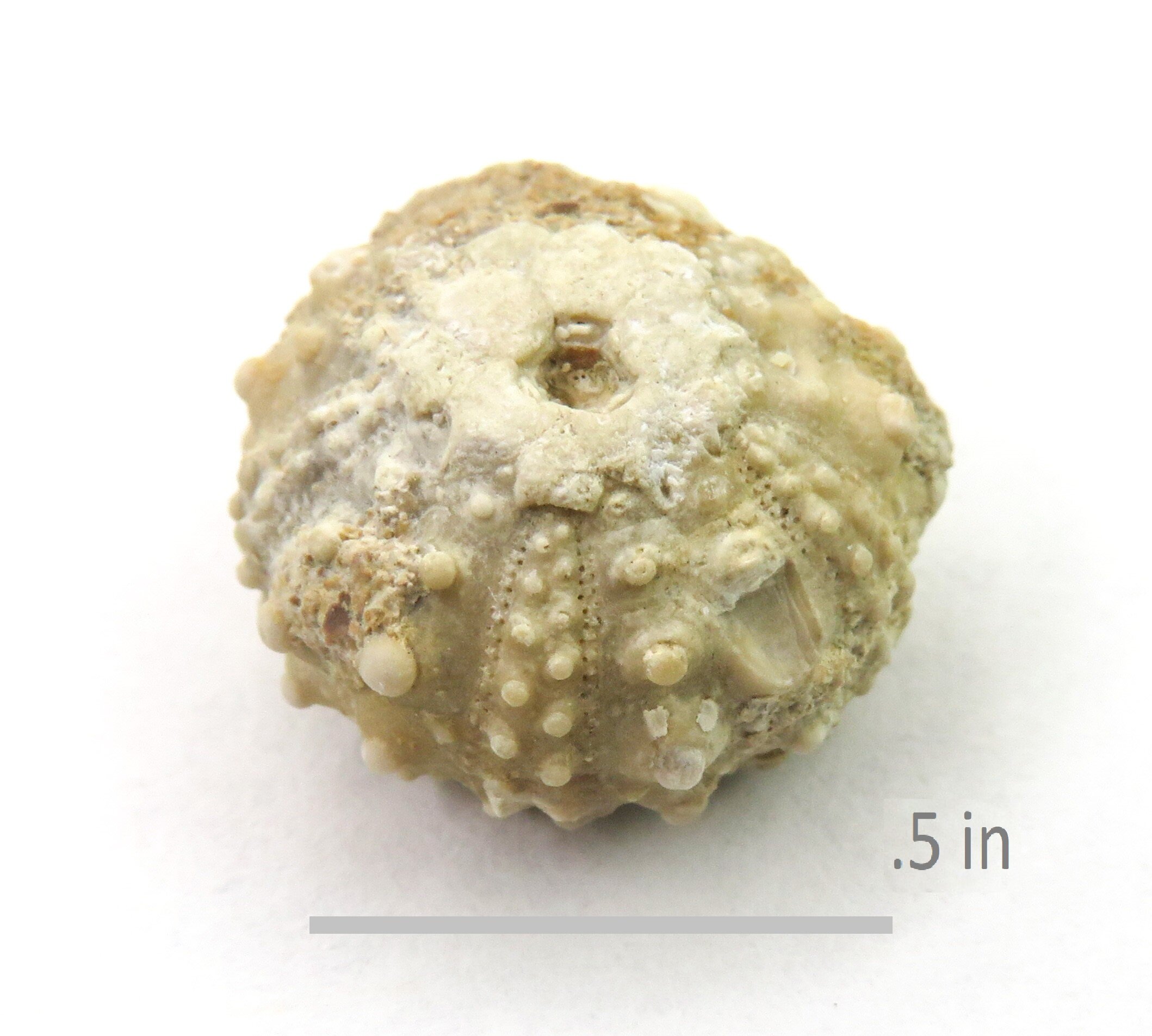 Texas Echies - A Few More! Plus 2 Bucket List Finds!! - Fossil Hunting ...