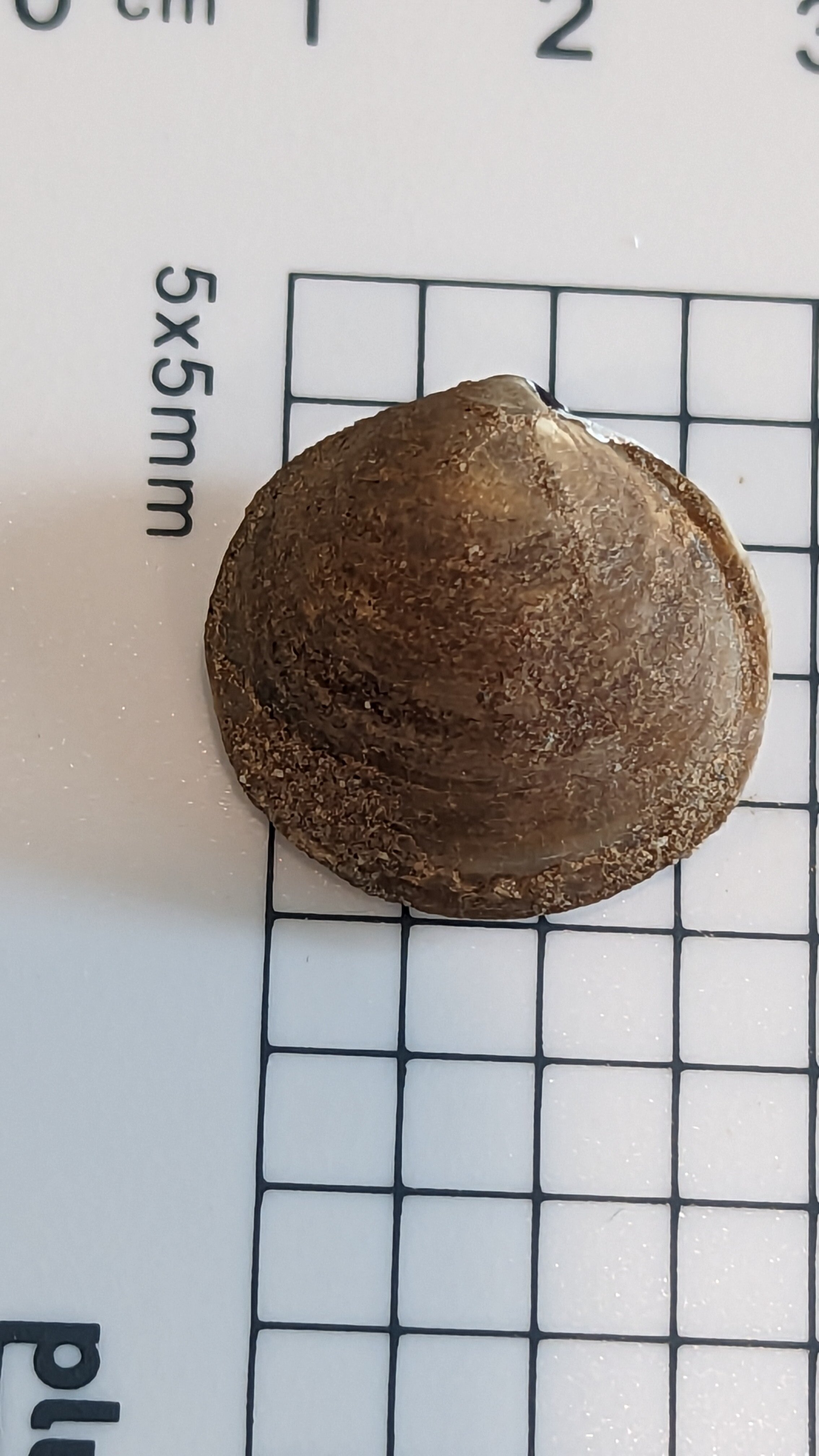 Brachiopod Topanga Formation? - Fossil ID - The Fossil Forum