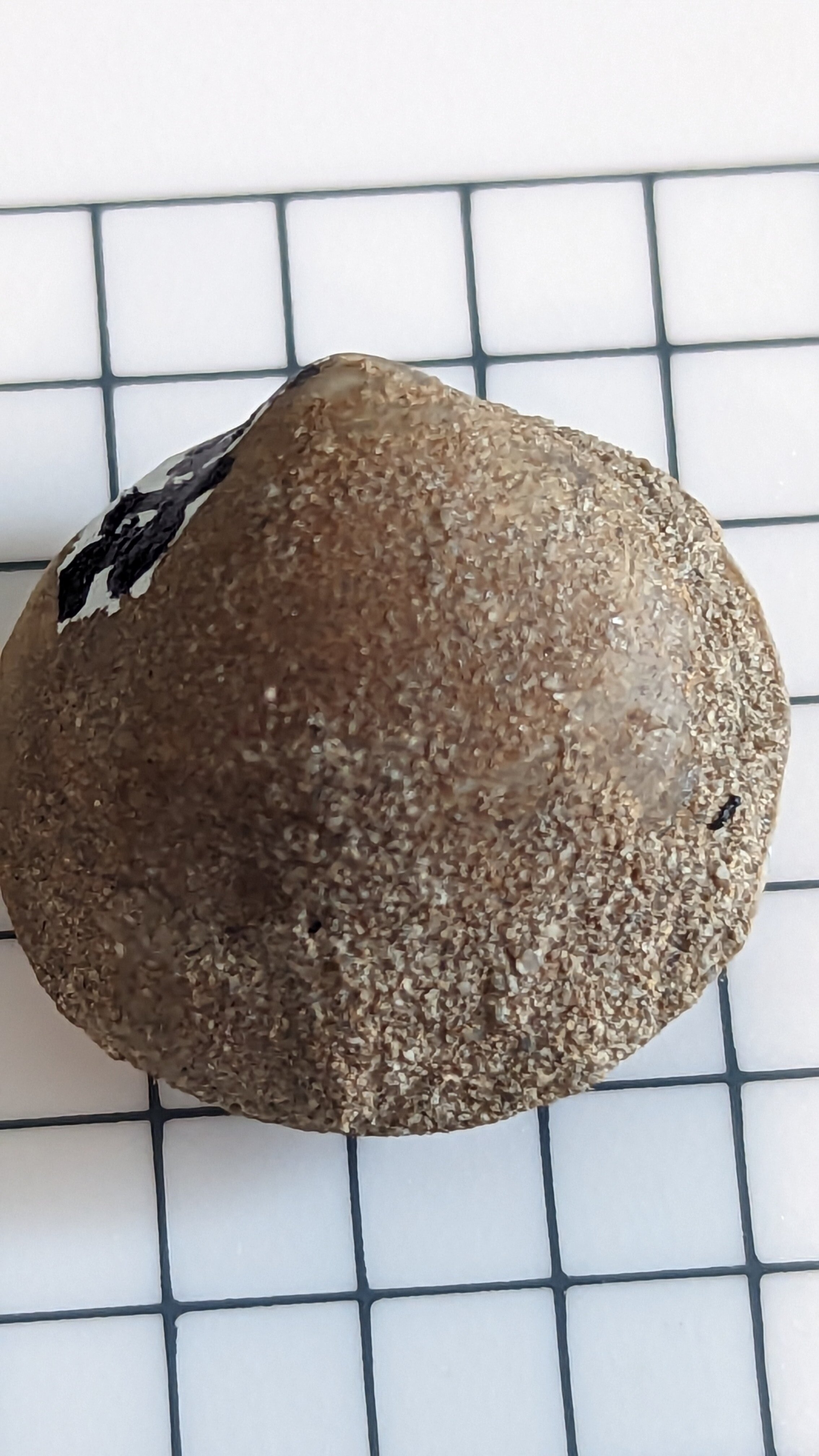 Brachiopod Topanga Formation? - Fossil ID - The Fossil Forum
