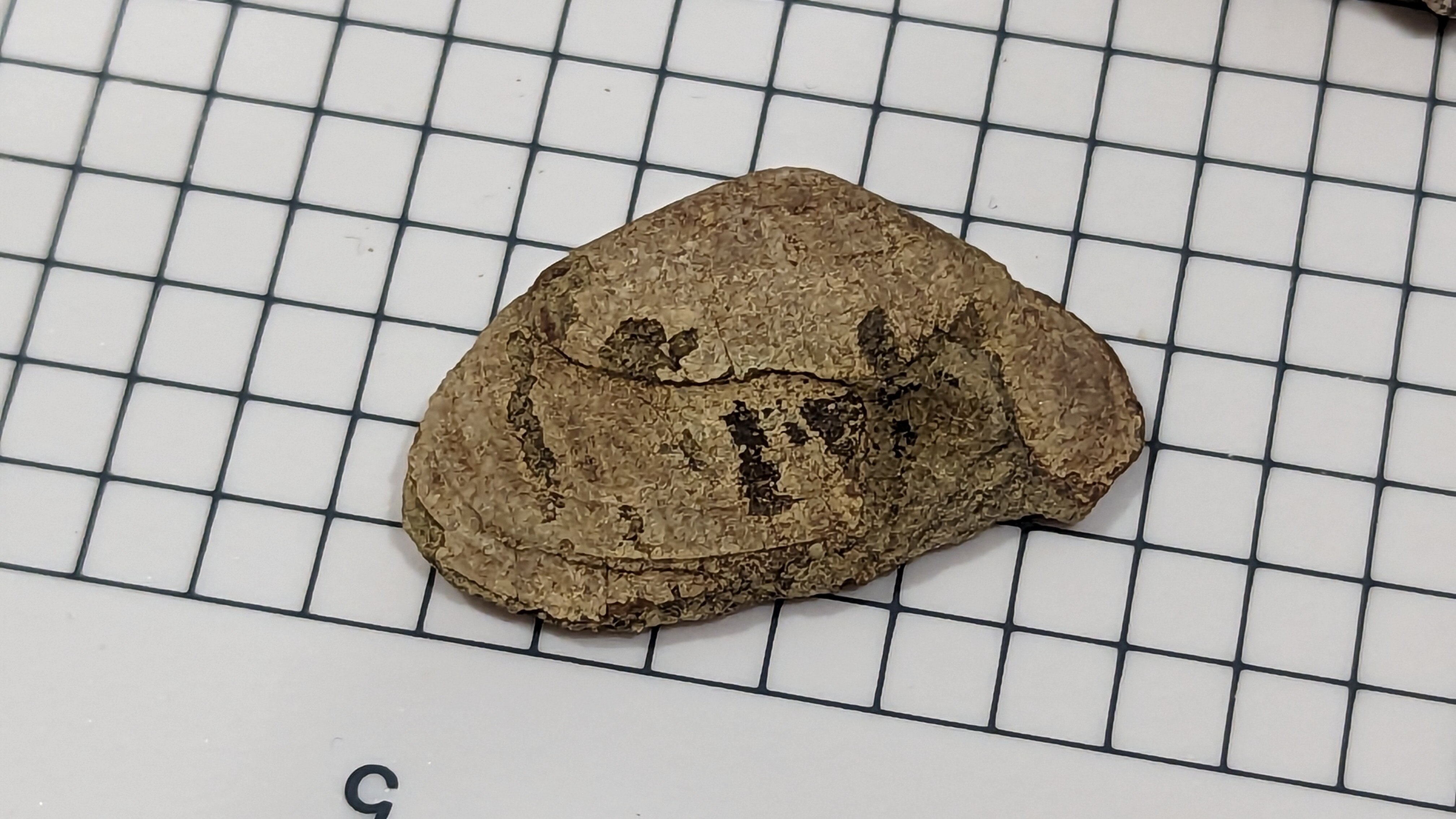 Topanga Formation Finds - Fossil ID - The Fossil Forum