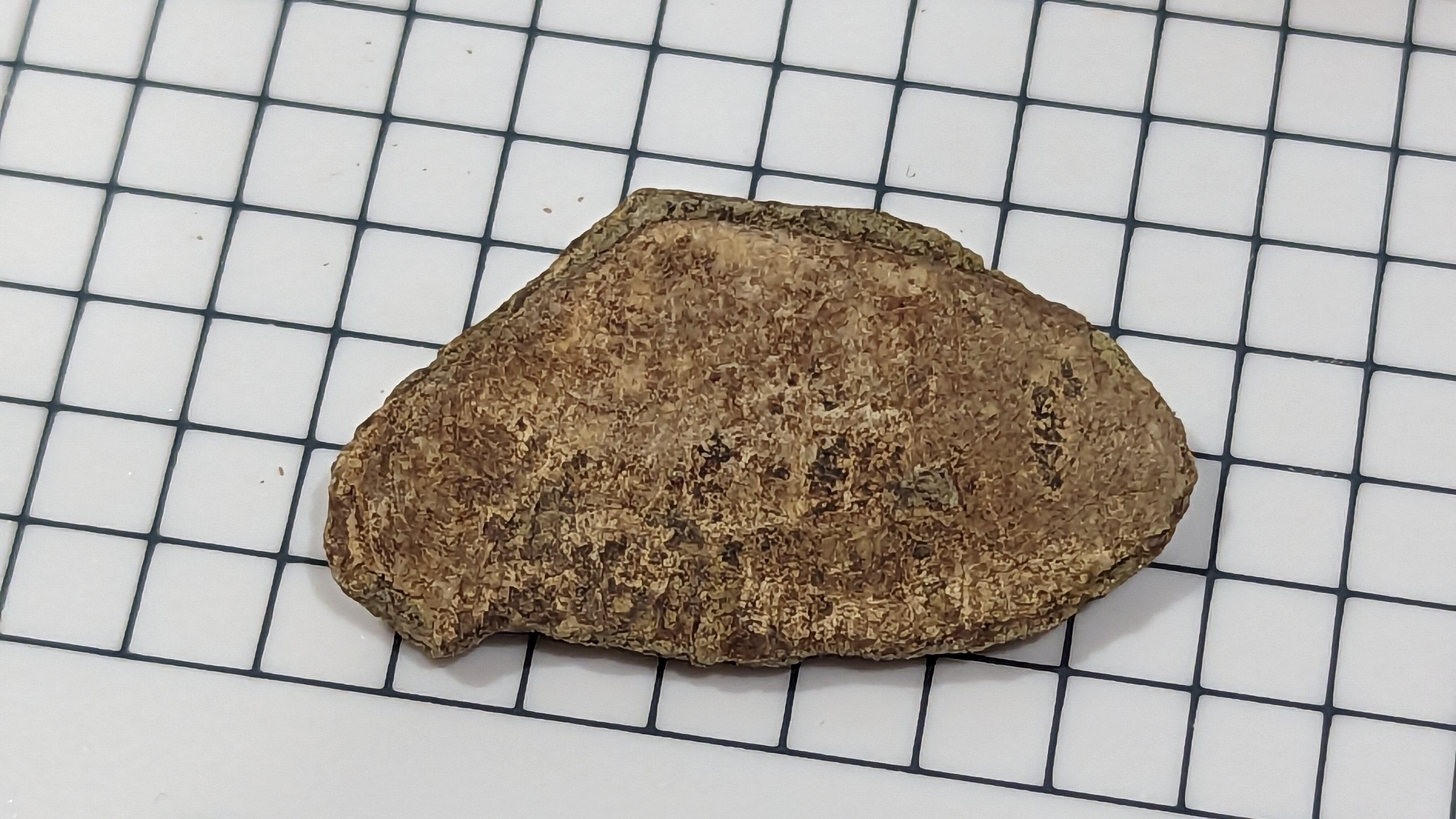 Topanga Formation Finds - Fossil ID - The Fossil Forum