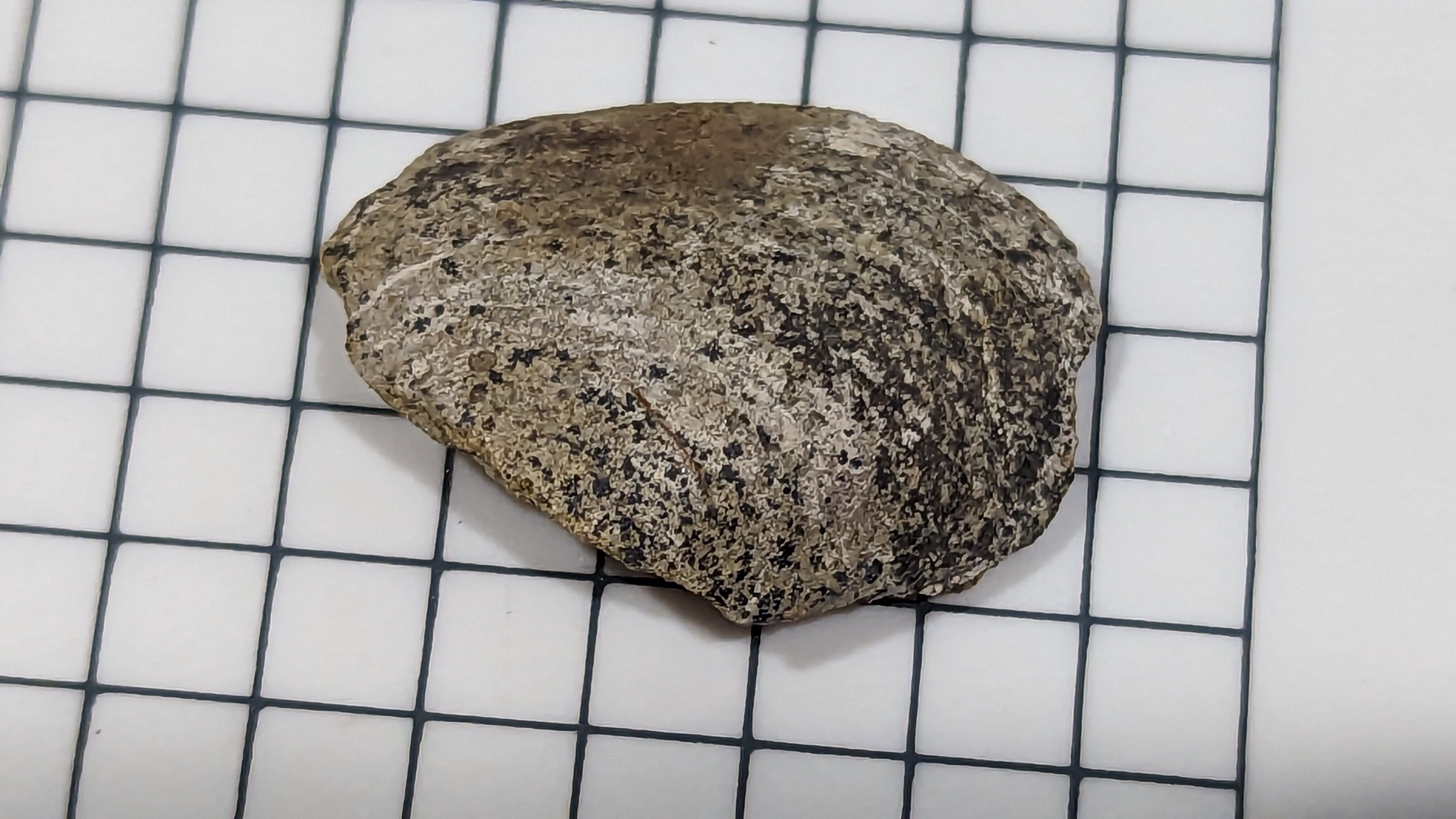 Topanga Formation Finds - Fossil ID - The Fossil Forum