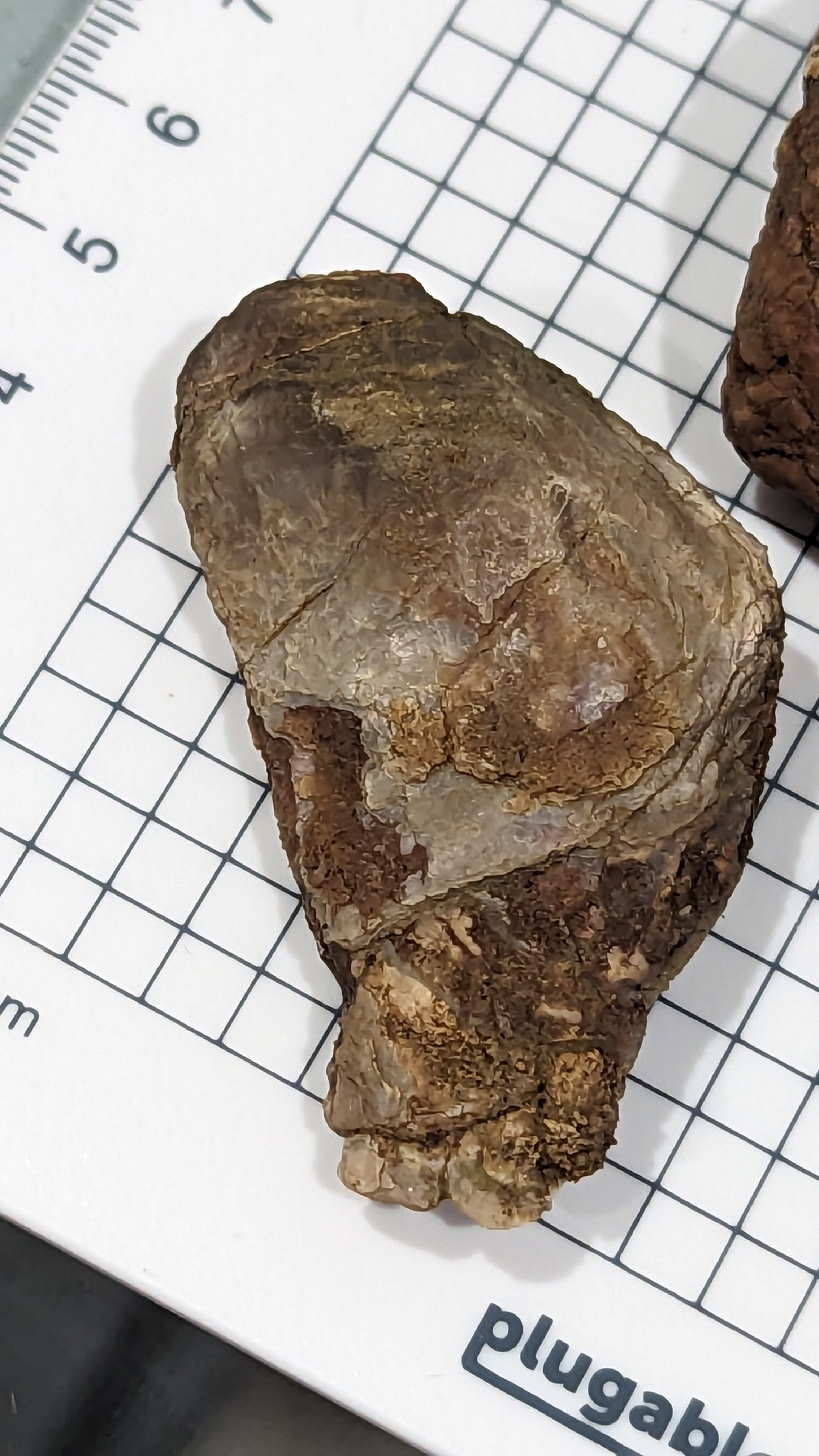 Topanga Formation Finds - Fossil ID - The Fossil Forum