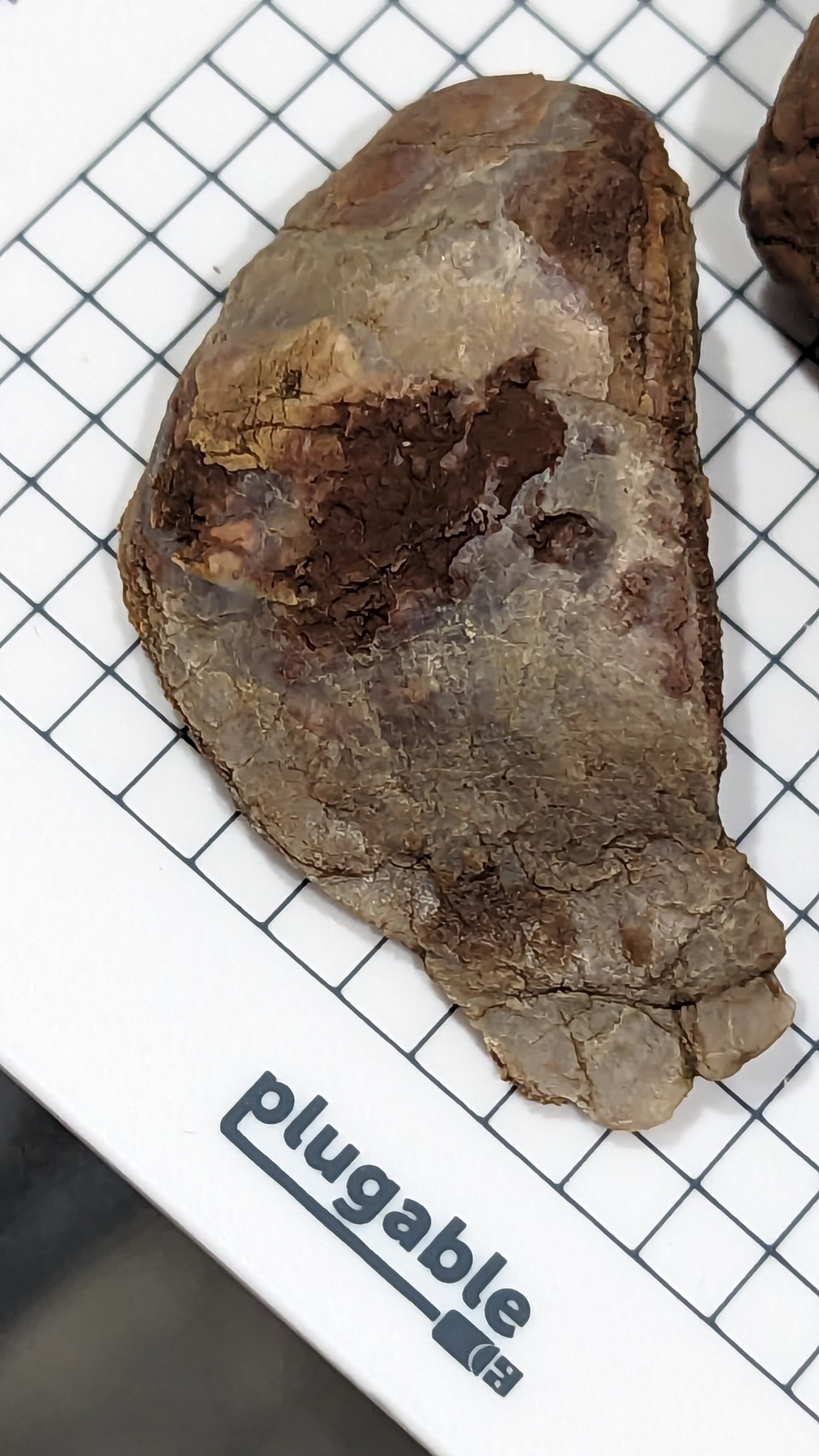 Topanga Formation Finds - Fossil ID - The Fossil Forum