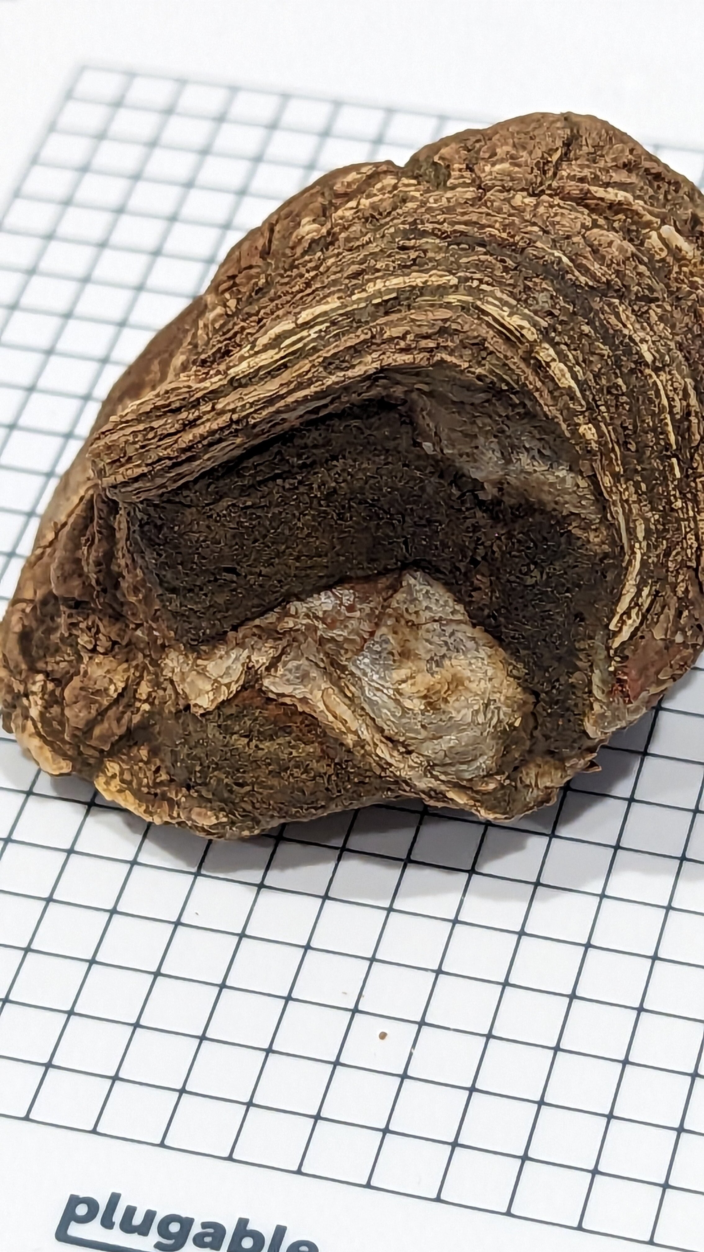 Topanga Formation Finds - Fossil ID - The Fossil Forum