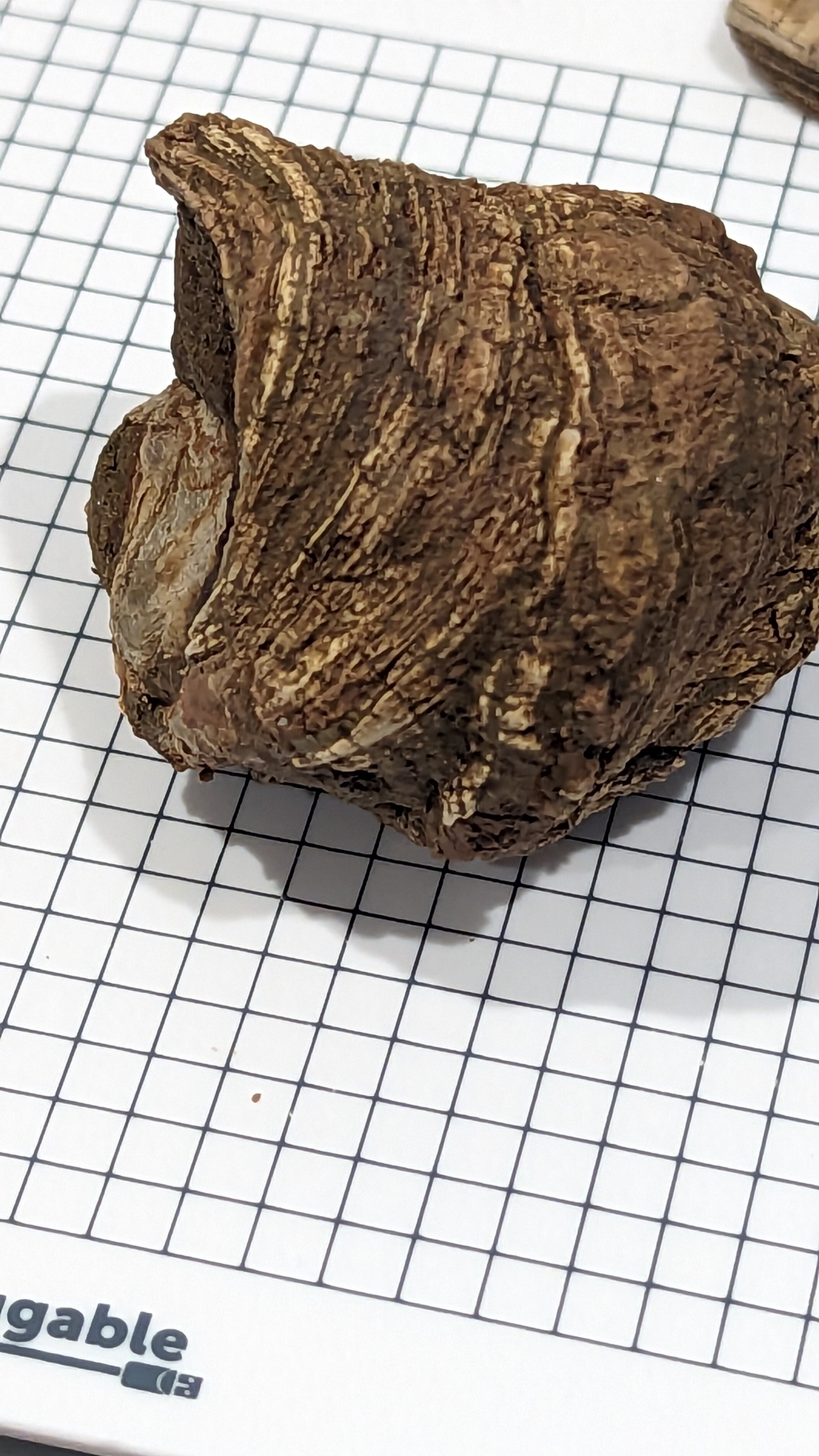 Topanga Formation Finds - Fossil ID - The Fossil Forum