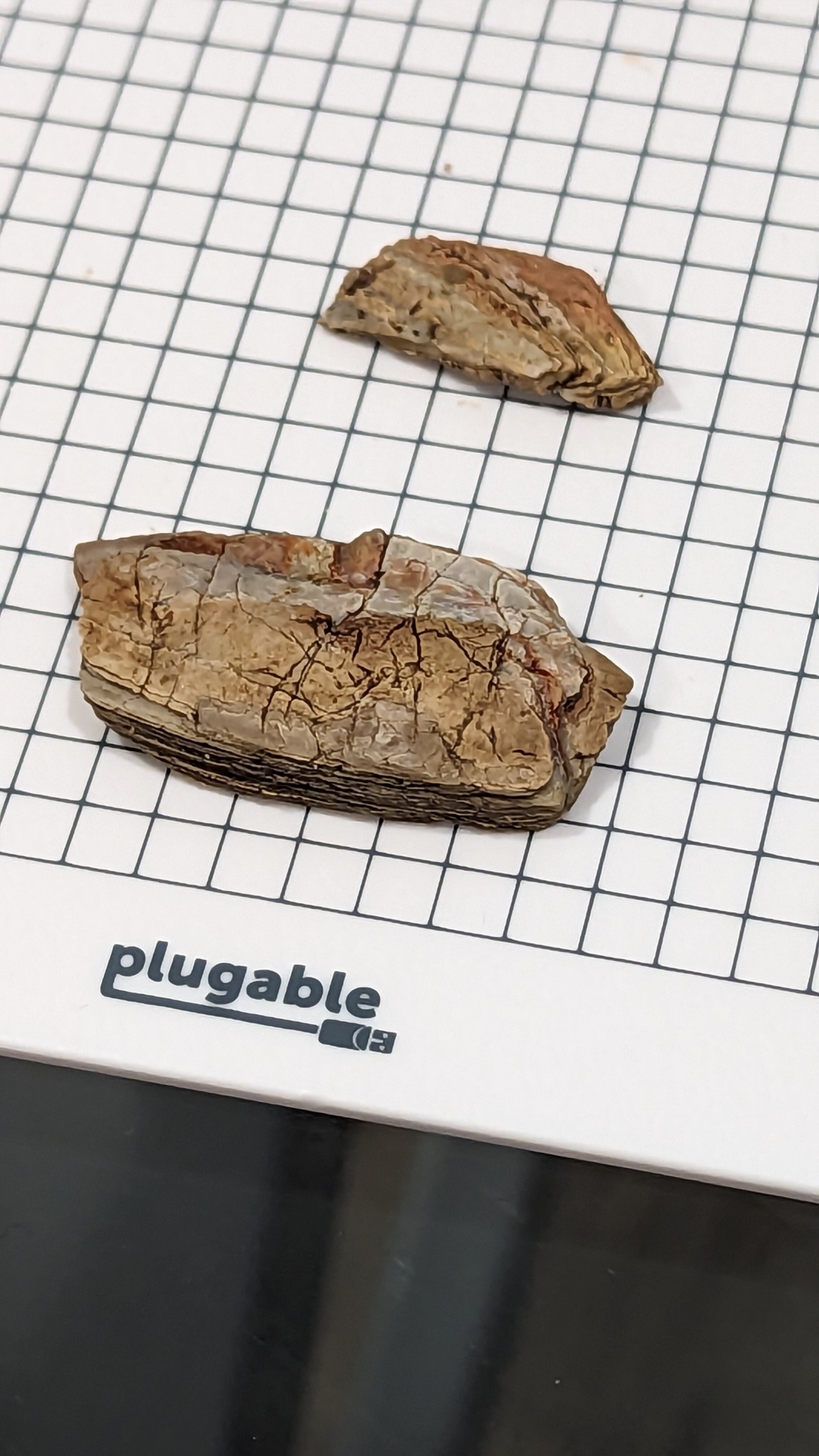 Topanga Formation Finds - Fossil ID - The Fossil Forum