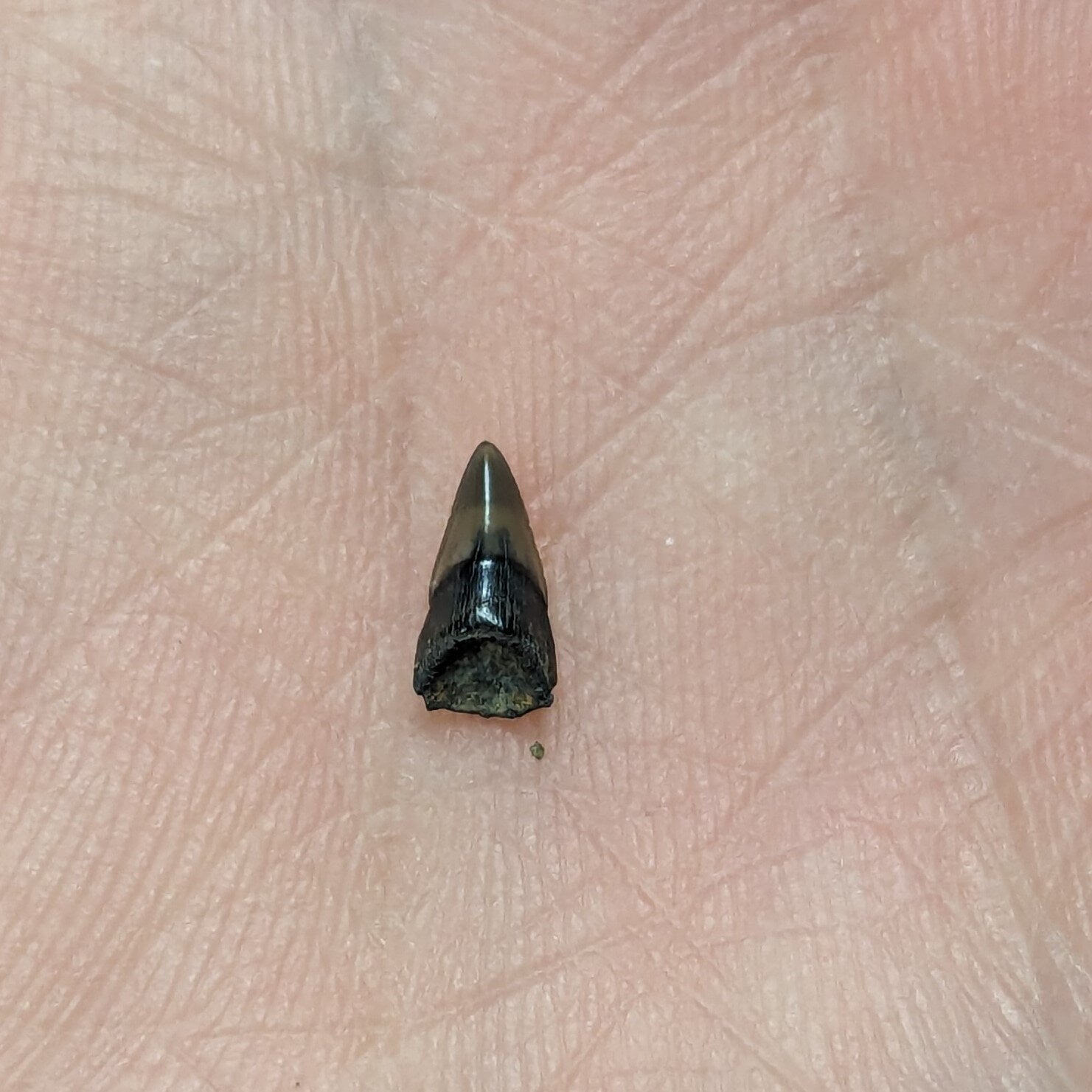 Texas Tooth. Fish? - Fossil ID - The Fossil Forum