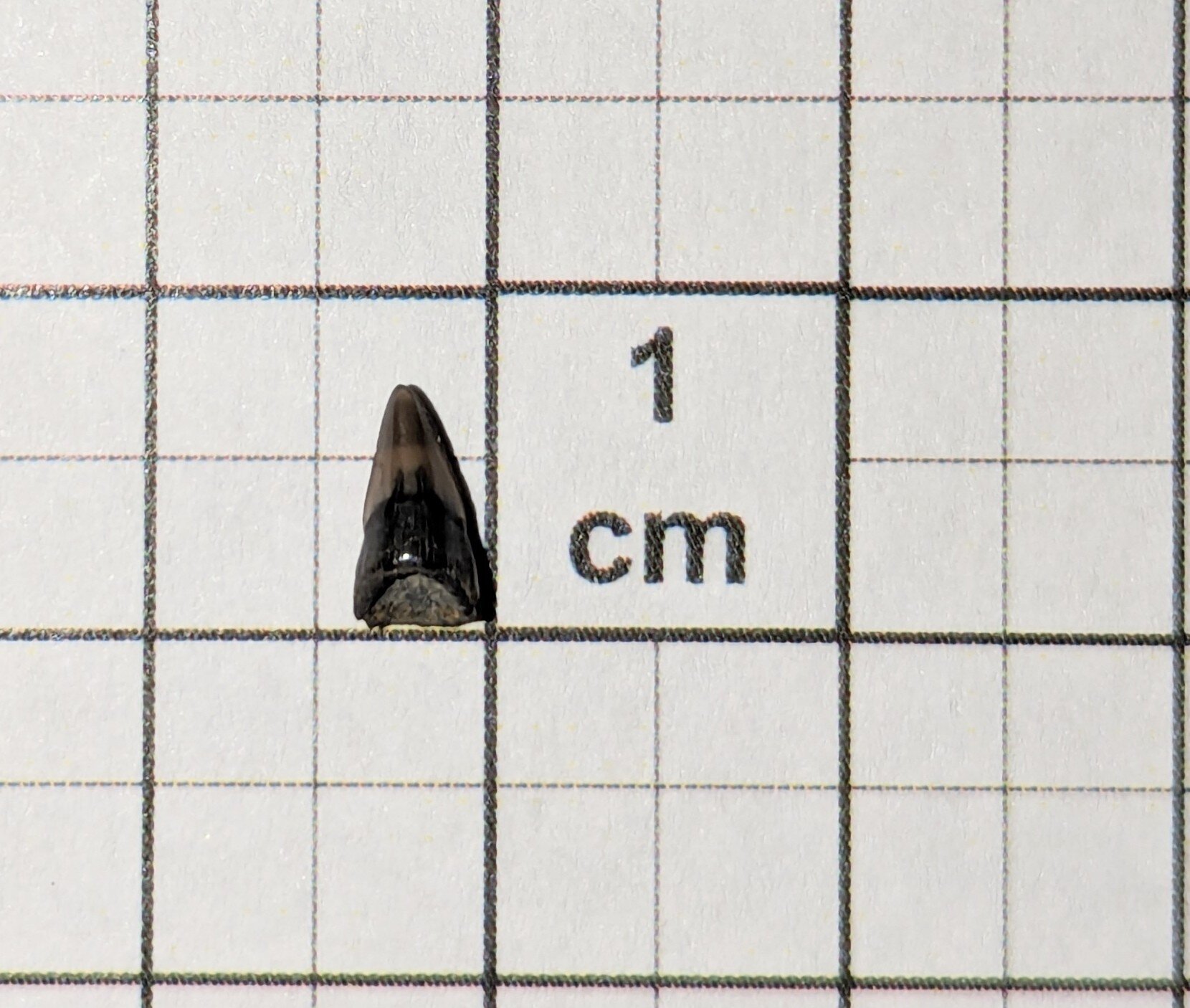 Texas Tooth. Fish? - Fossil ID - The Fossil Forum